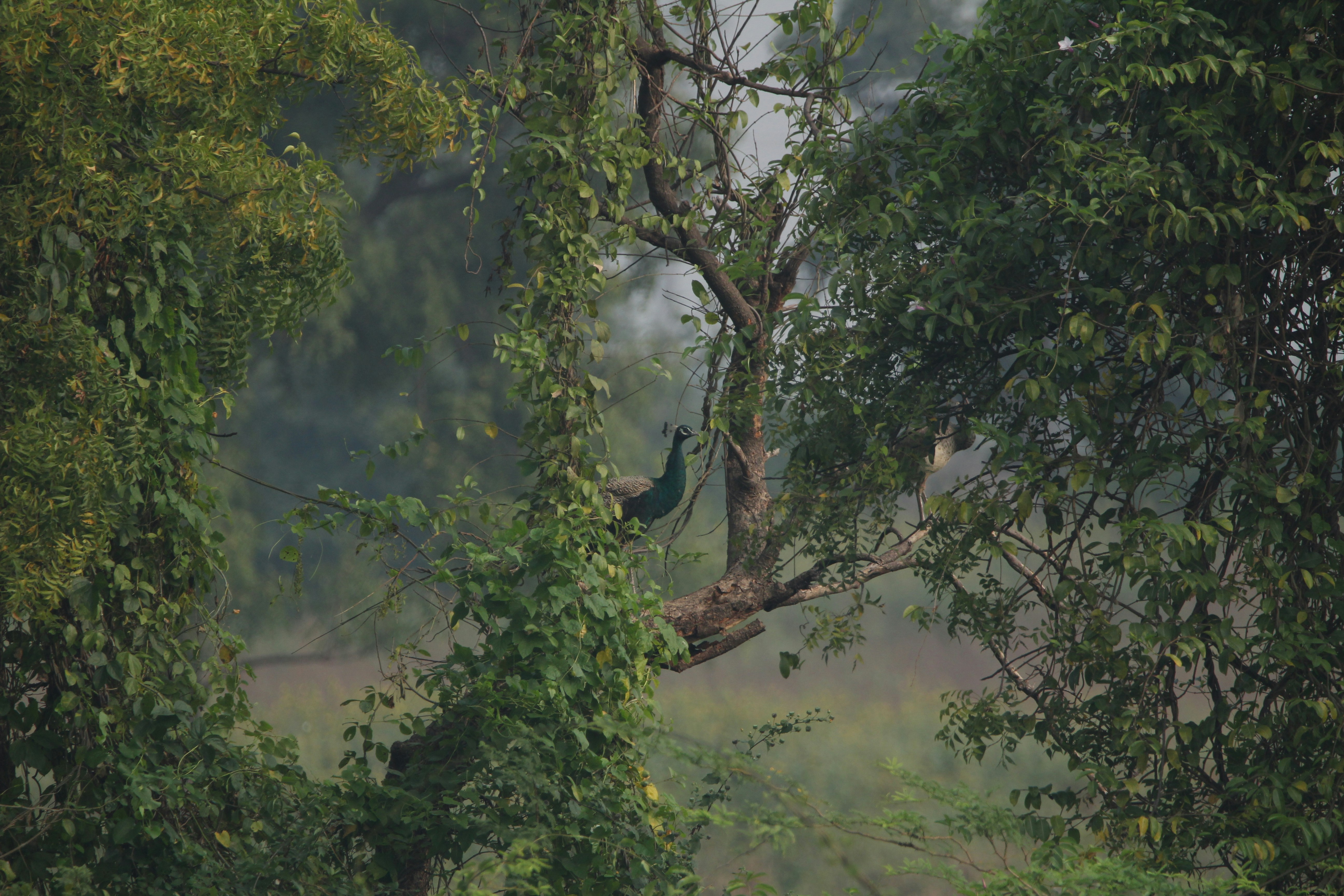 Perch in the Green Quiet: A Black Bird Amid Moss and Mist