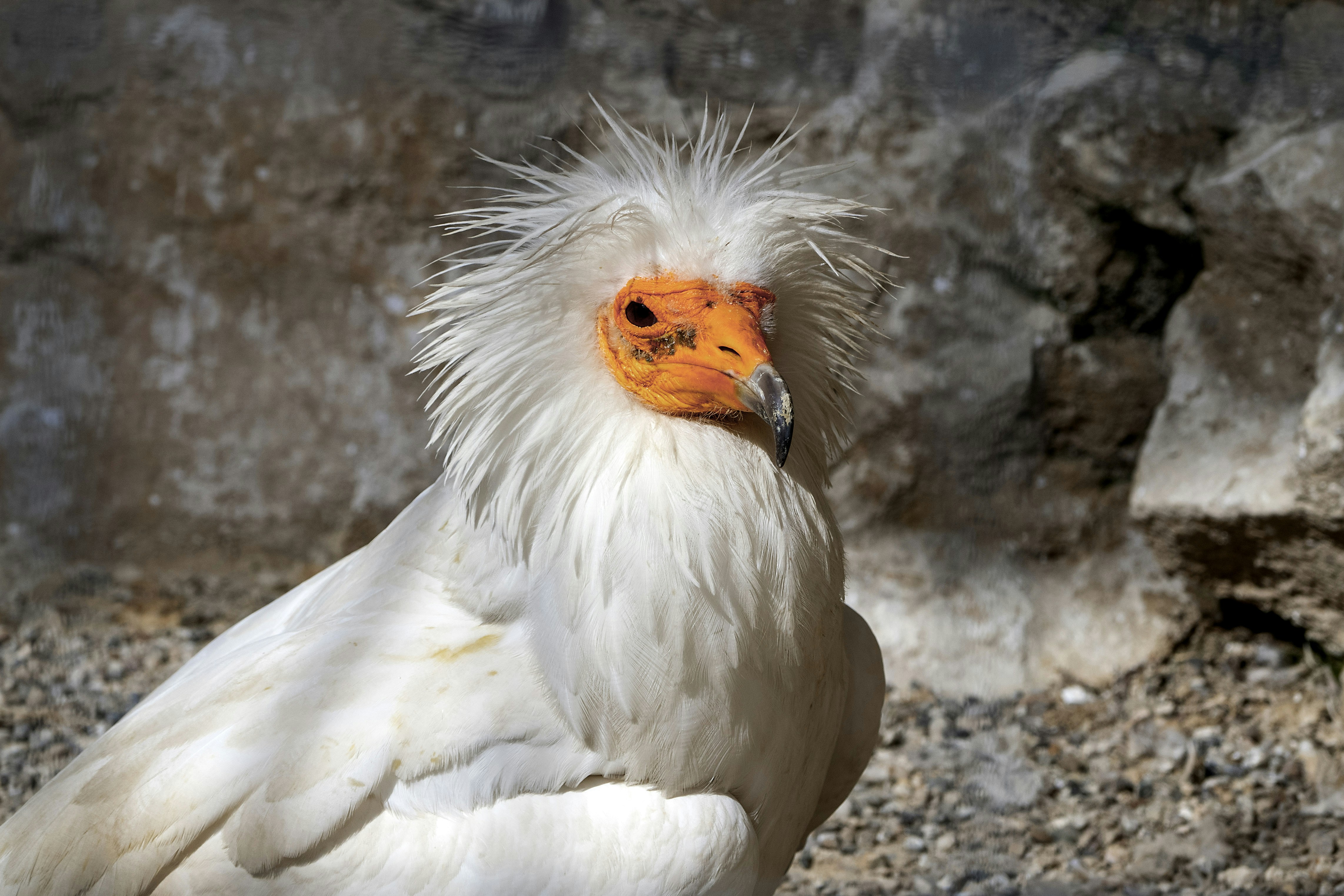 Close-up of an Egyptian vulture showcasing its distinctive features, including a striking orange beak and fluffy white plumage against a rocky backdrop.