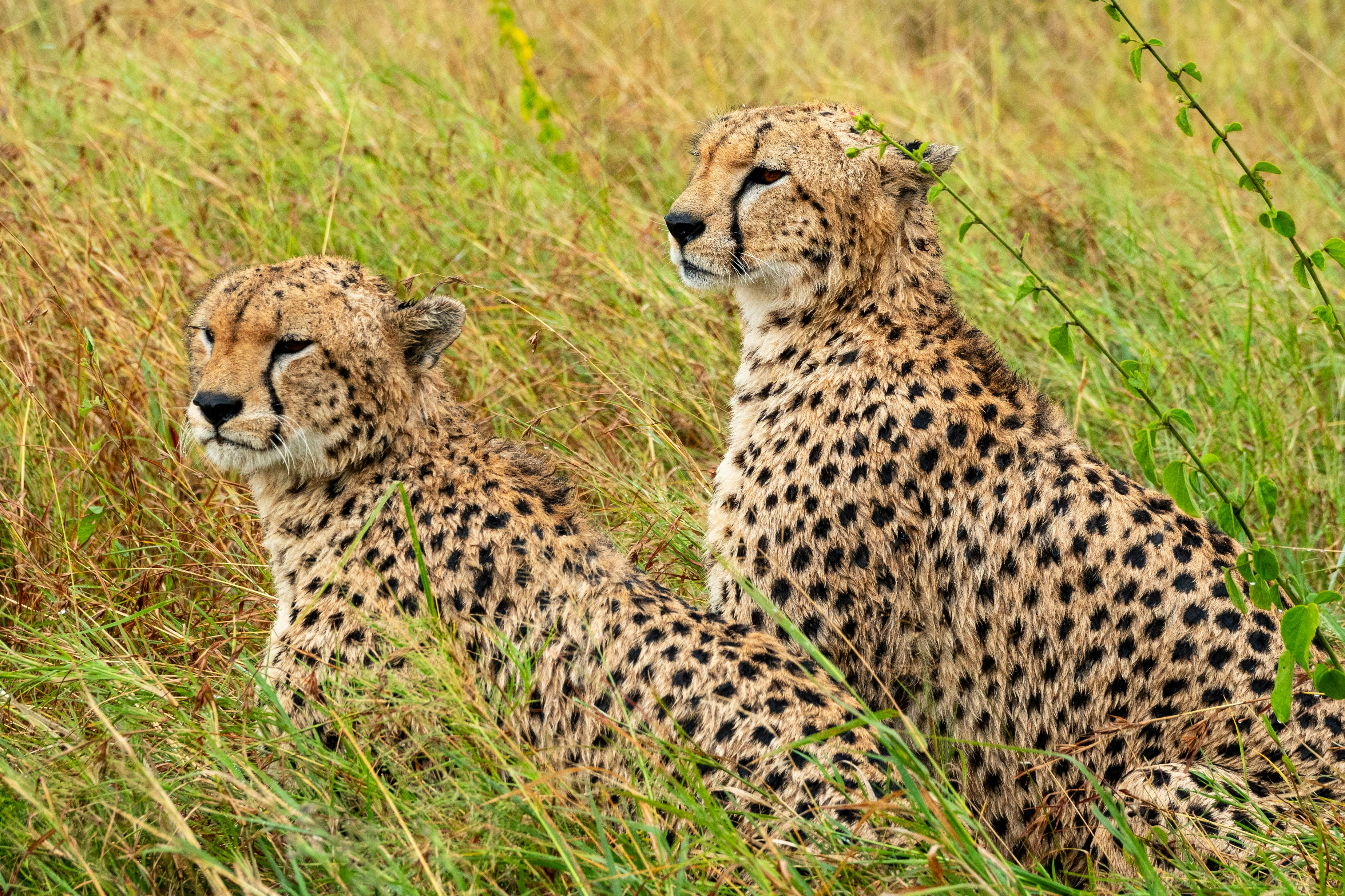 Two cheetah are sitting in the tall grass photo – Free Cheetah print ...