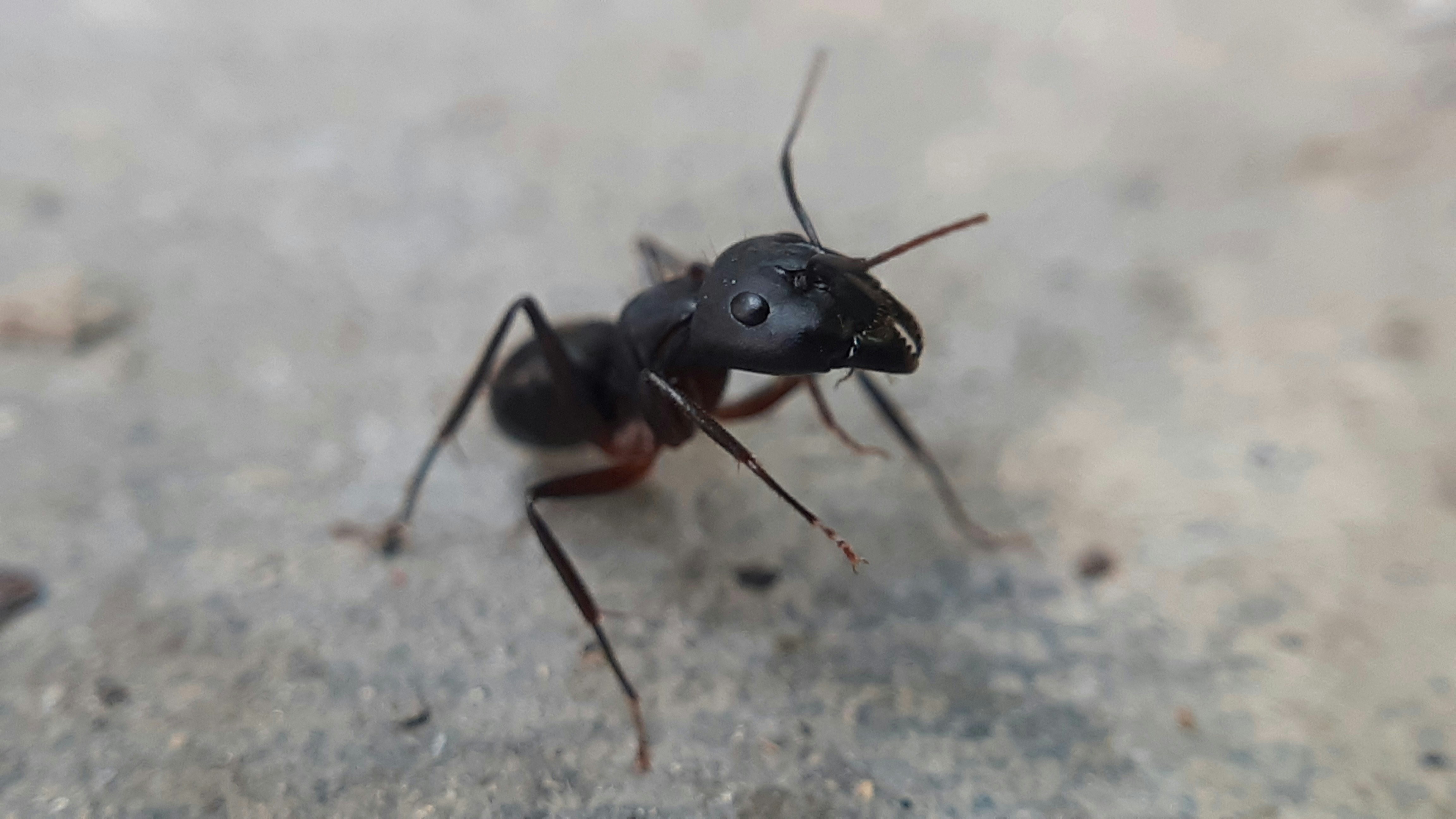 Camponotus japonicus, commonly known as the Japanese carpenter ant, is a species of ant found in Japan. These ants are known for their large size and distinctive carpenter ant behavior.