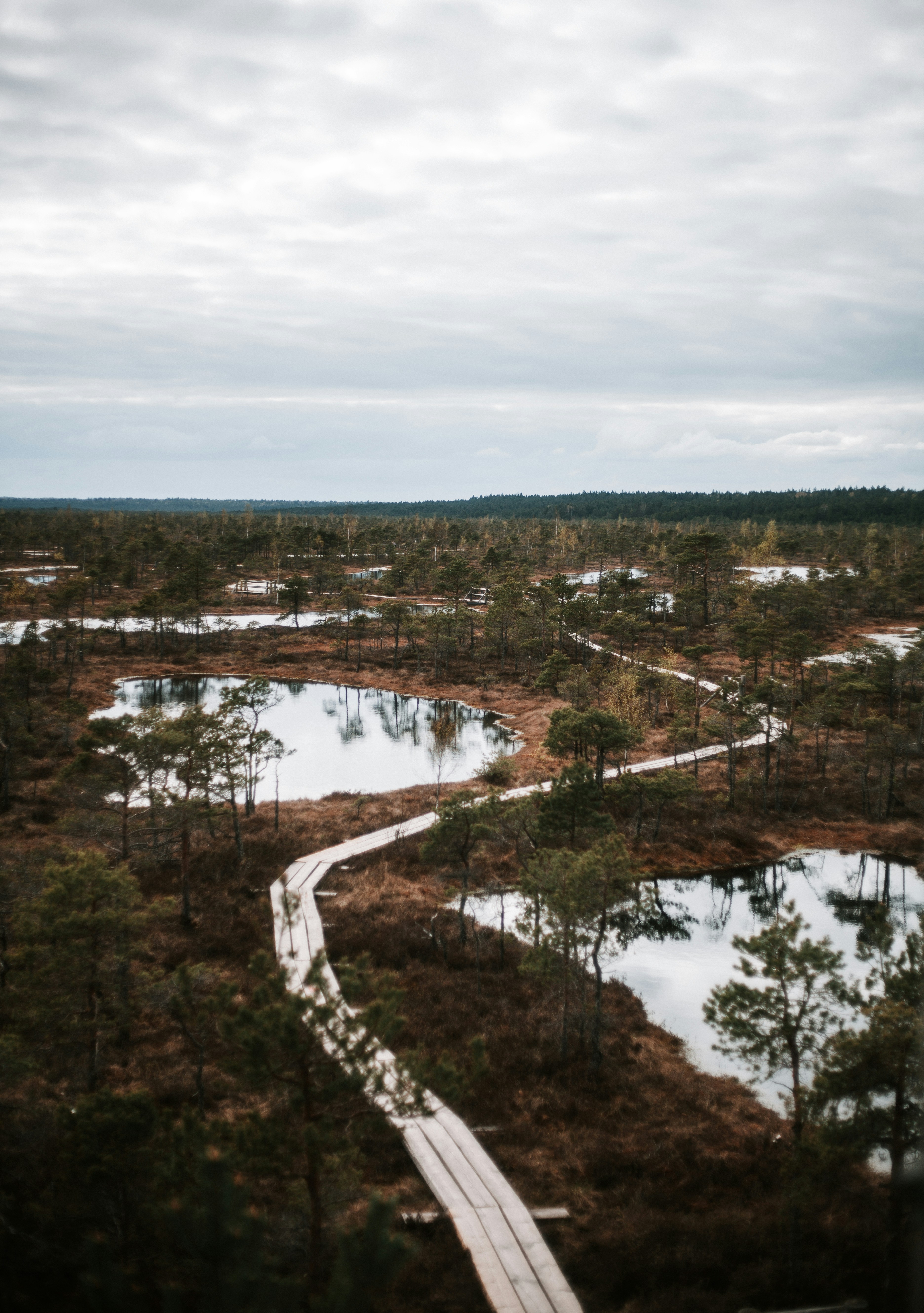 A winding path through a swampy area with trees photo – Free Grey Image ...