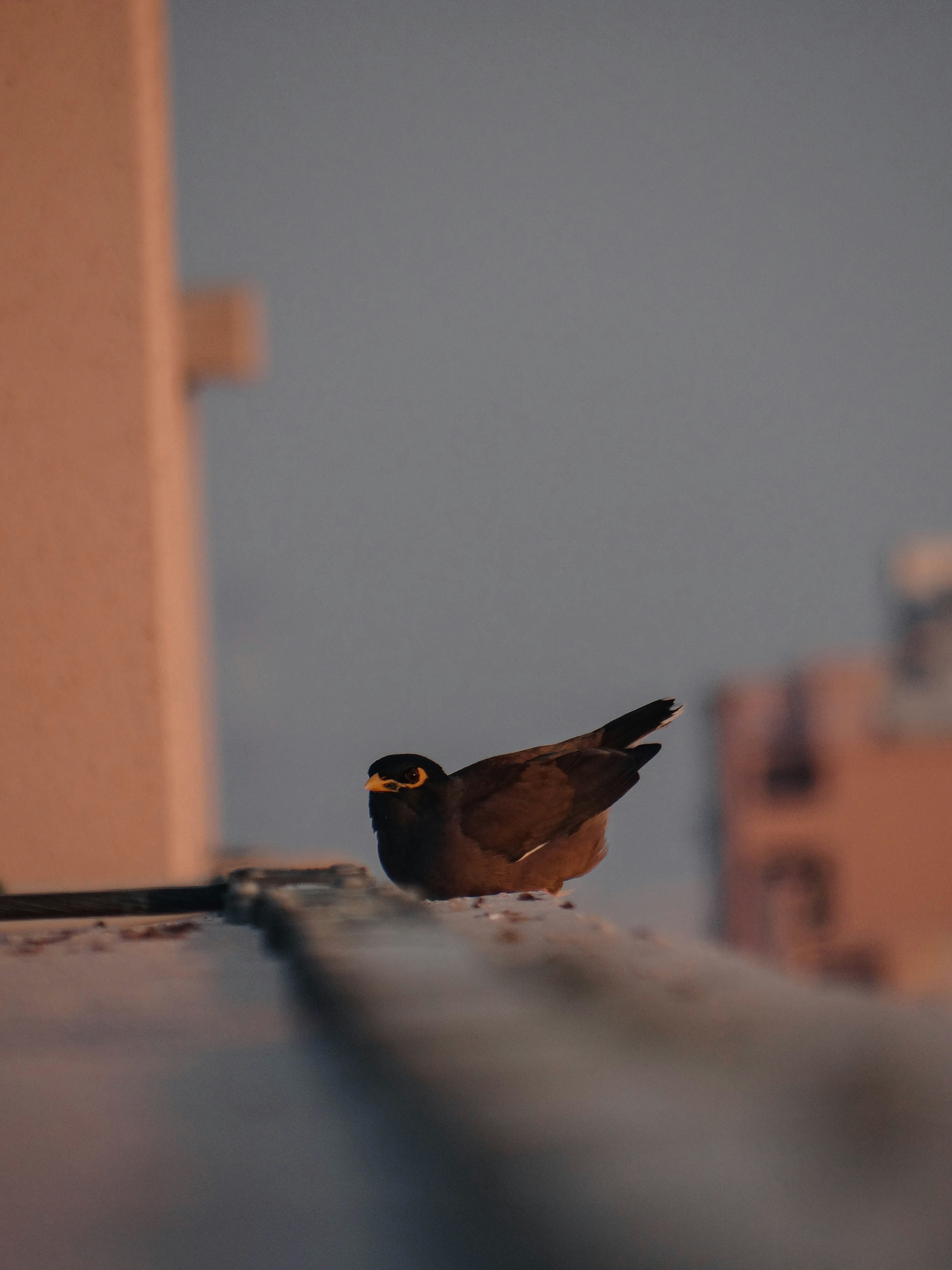 Dusk Rooftop Sentinel: A Black Starling on the Edge of the City