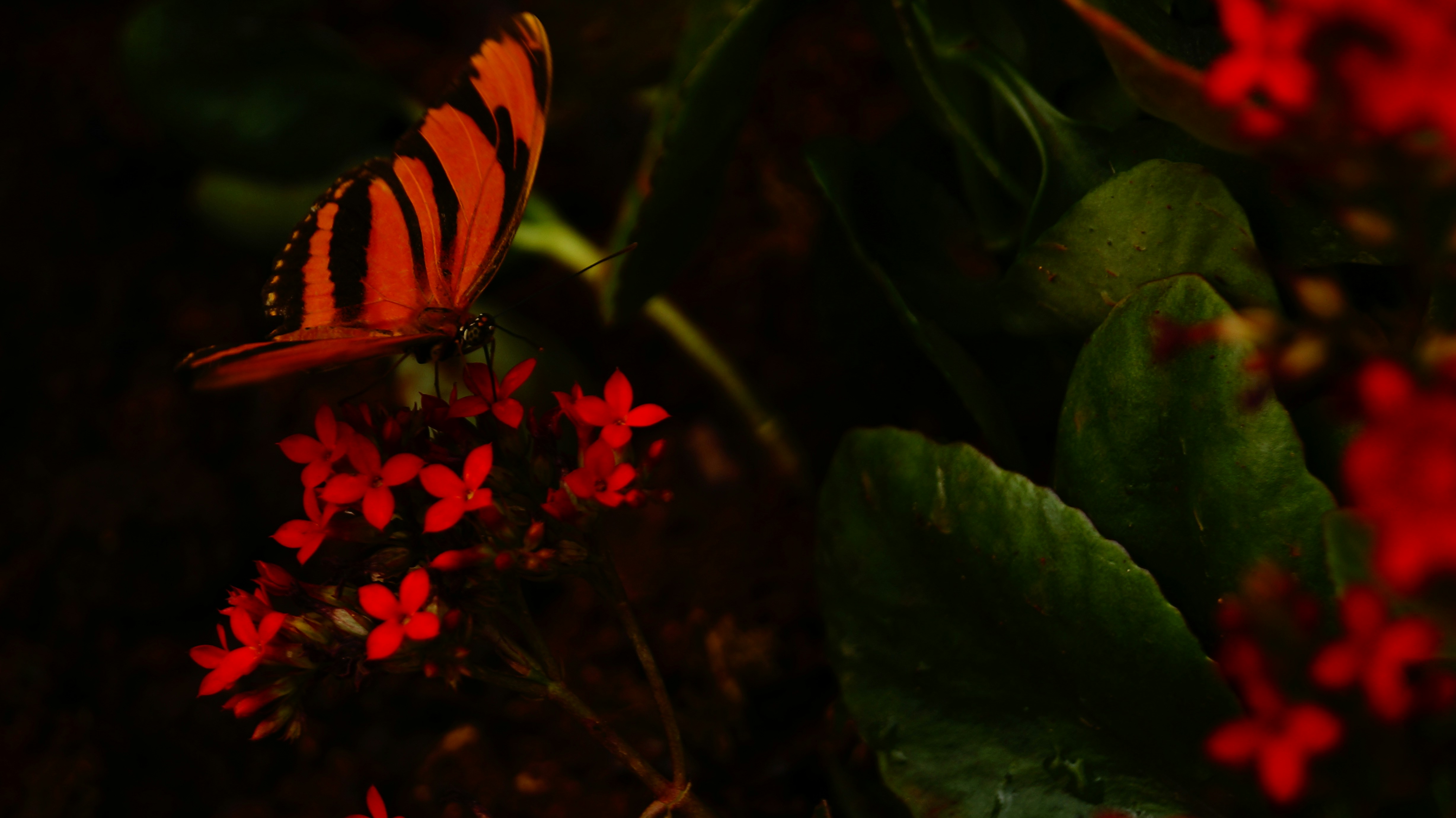 Ember-wing Butterfly Among Crimson Blooms in a Dim Garden