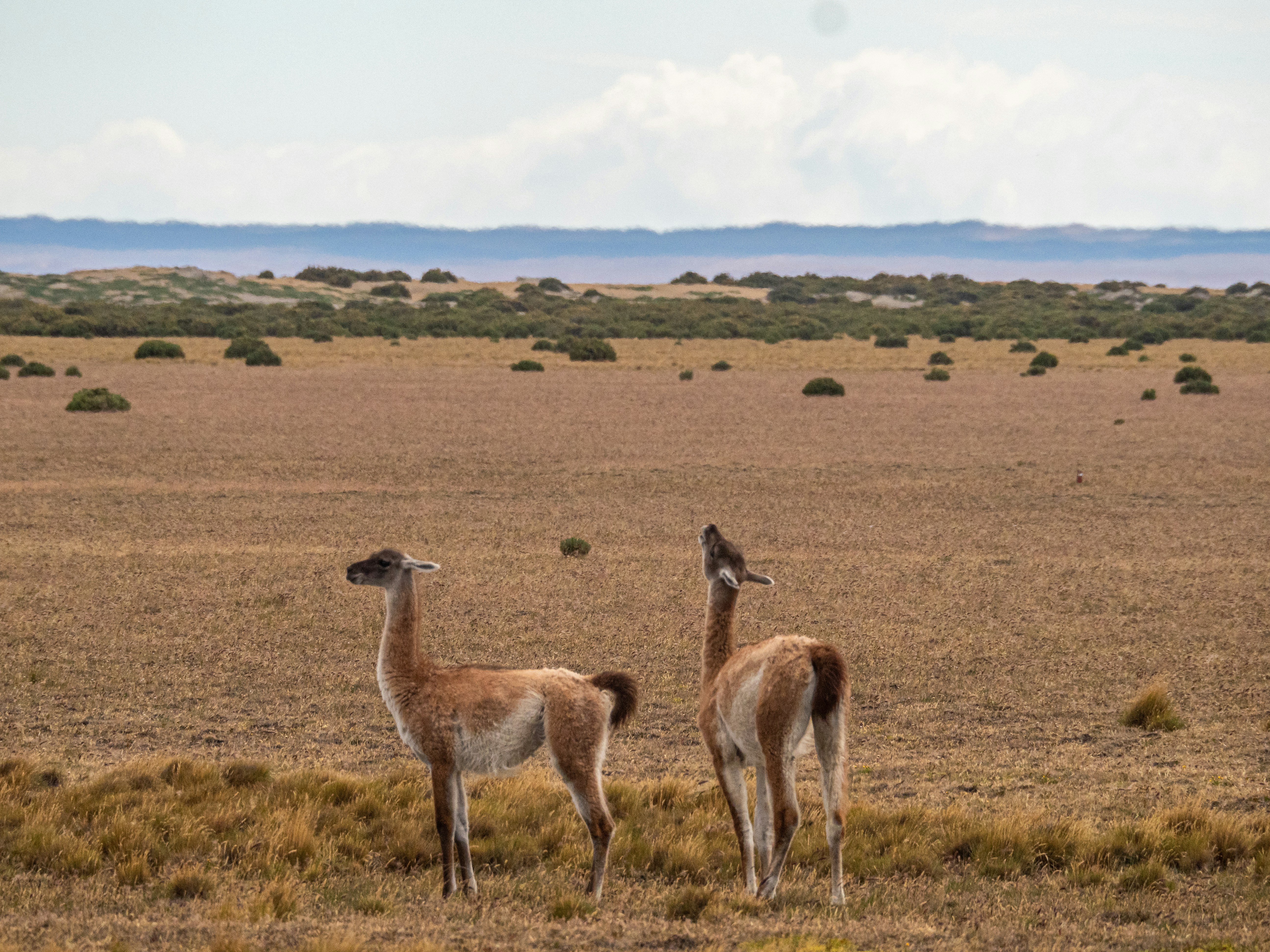 Two Guanacos on a Wind-Strewn Patagonian Plain