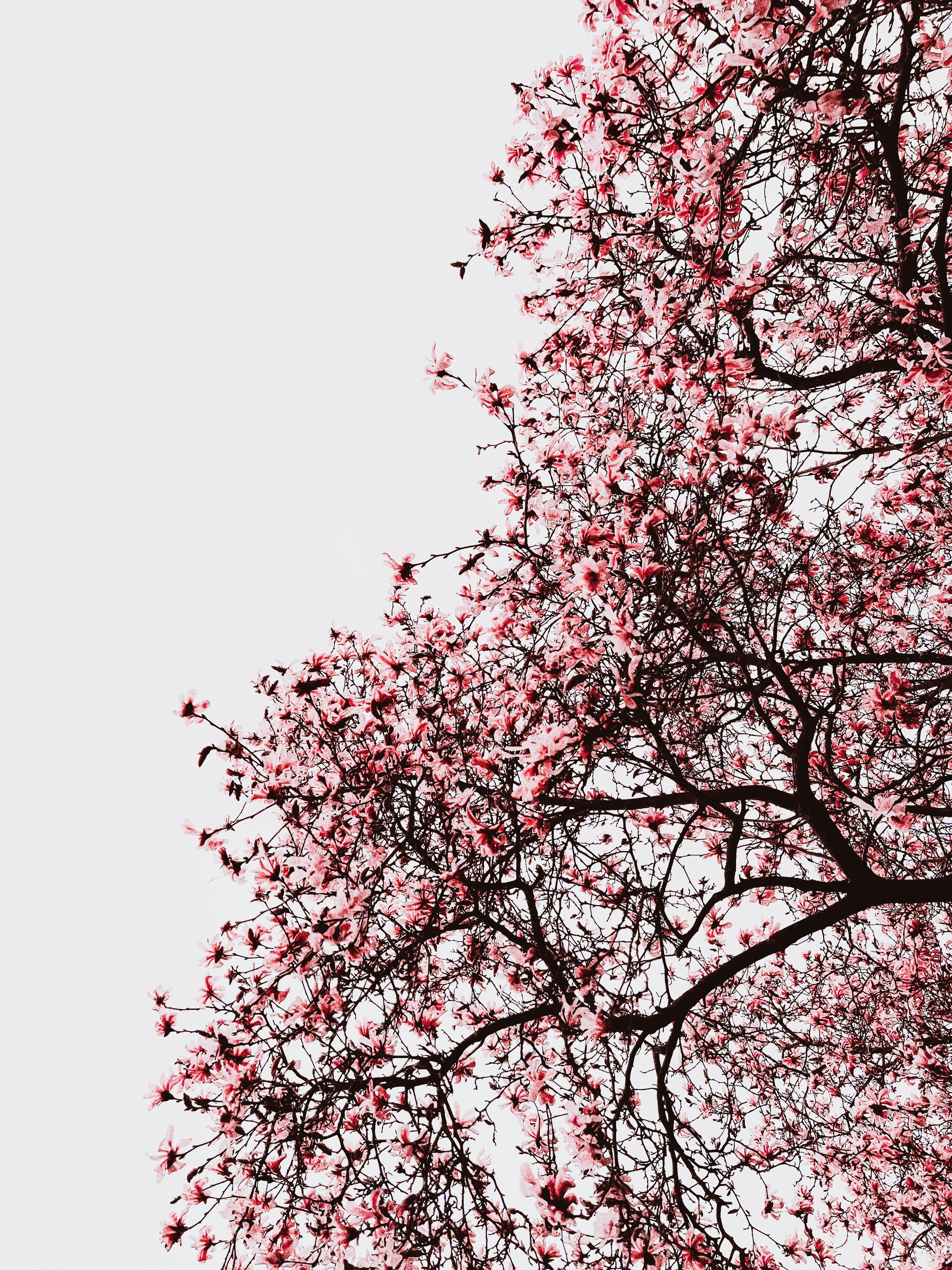 Crimson Lace in the Sky: Spring Blossom Network on a Silhouetted Tree