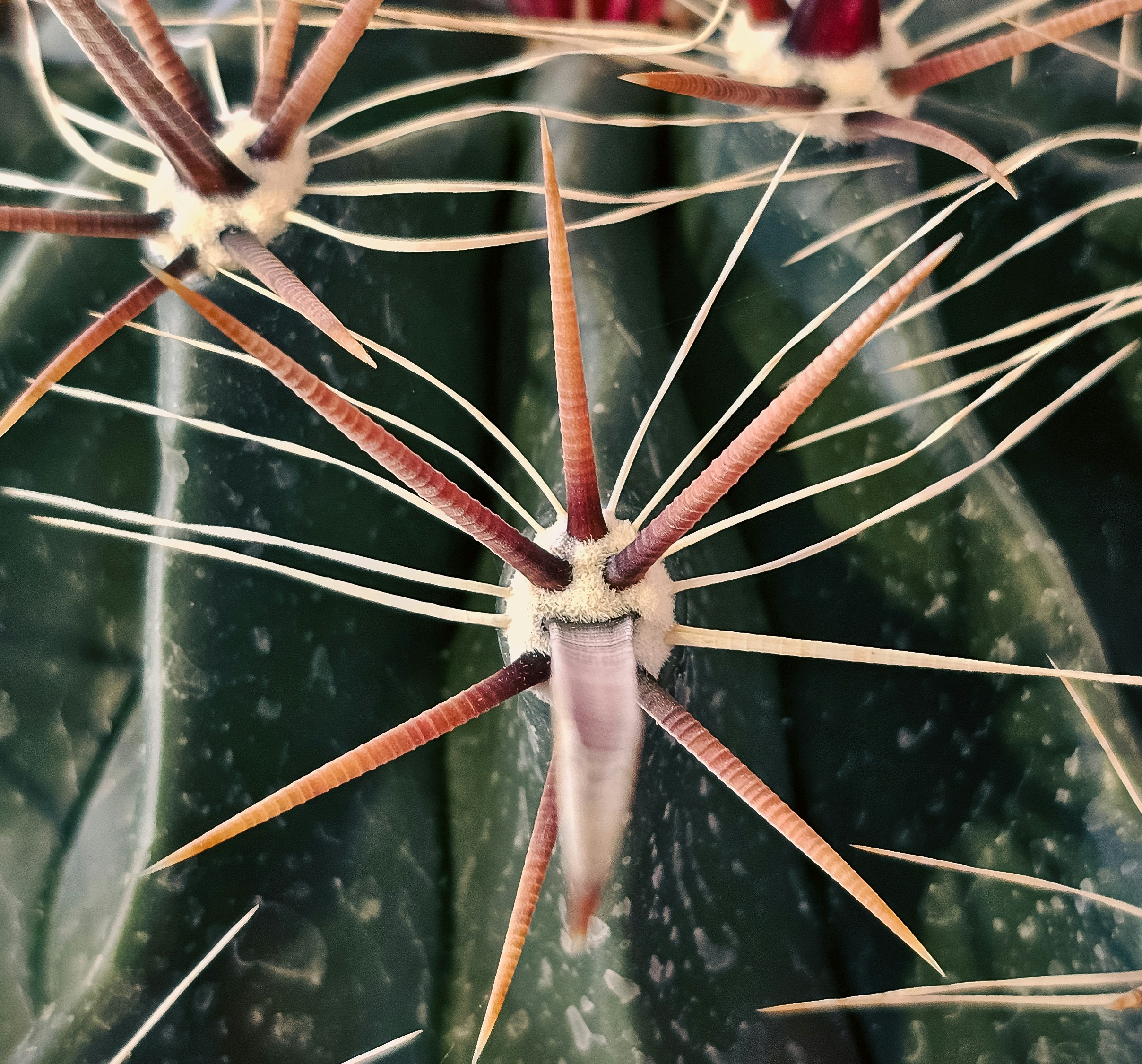 Radial Thorn Crown: A Macro Portrait of a Desert Cactus Spine