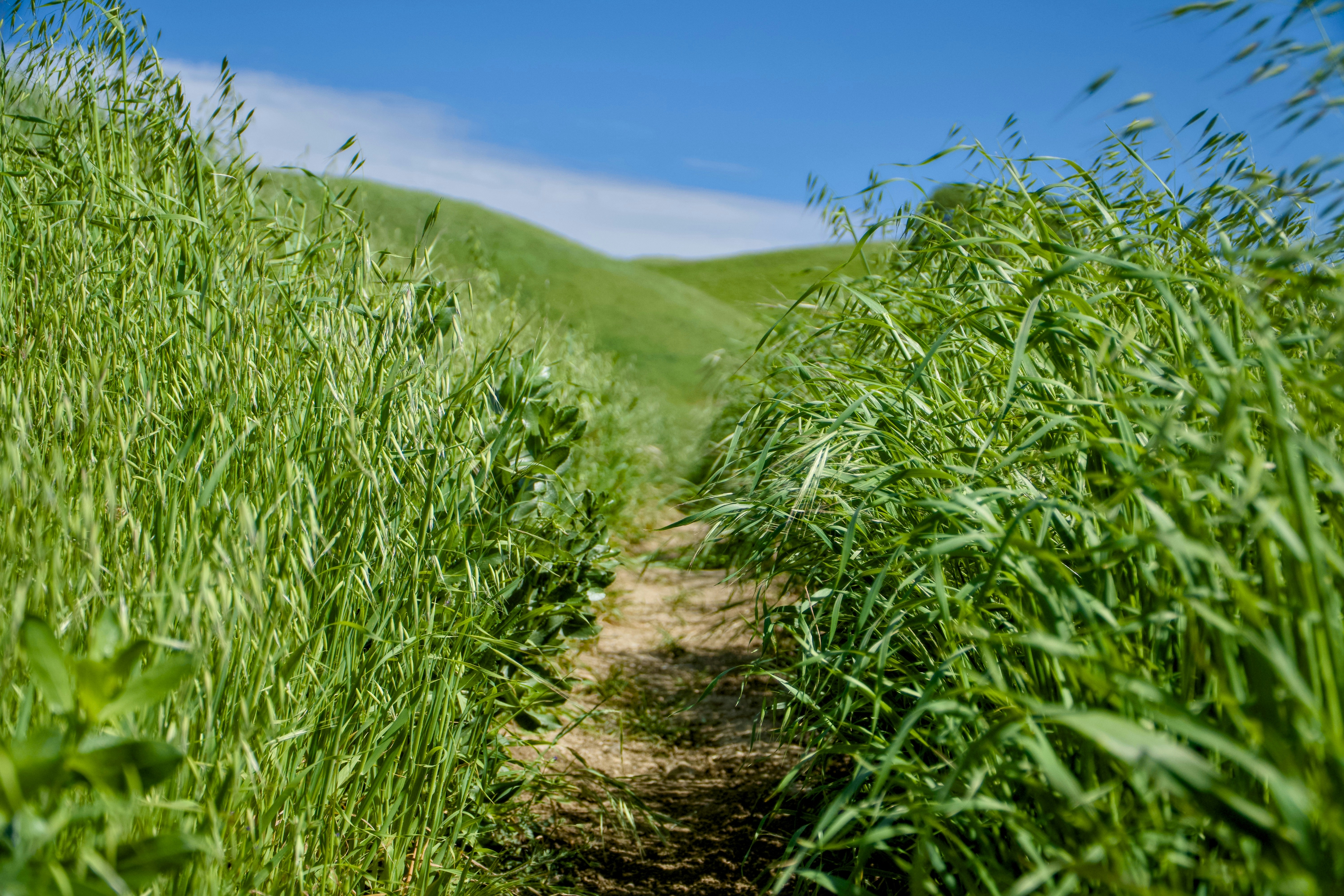 A path through a field of tall grass photo – Free Green Image on Unsplash