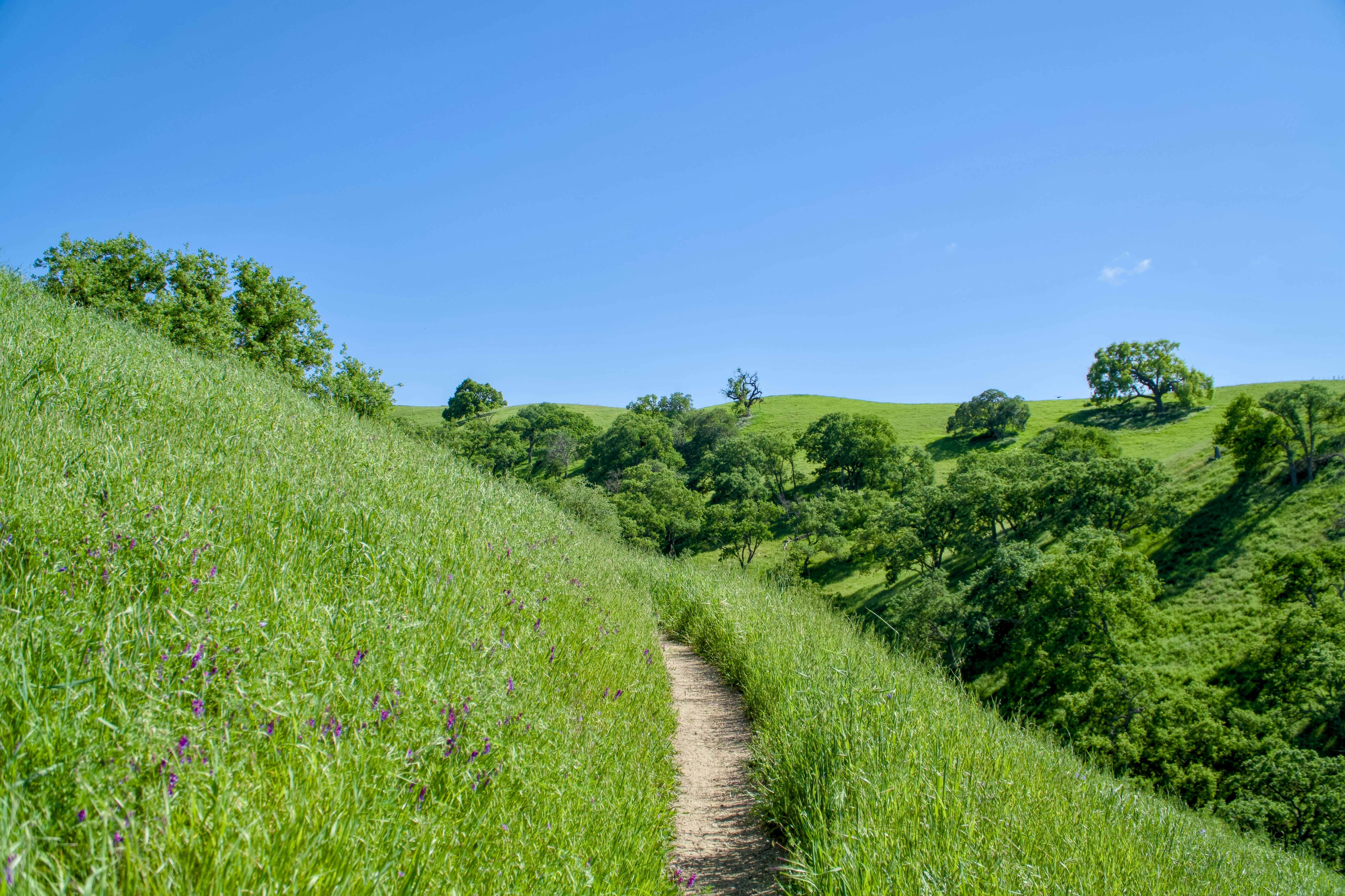 A dirt path going up a grassy hill photo – Free Livermore Image on Unsplash