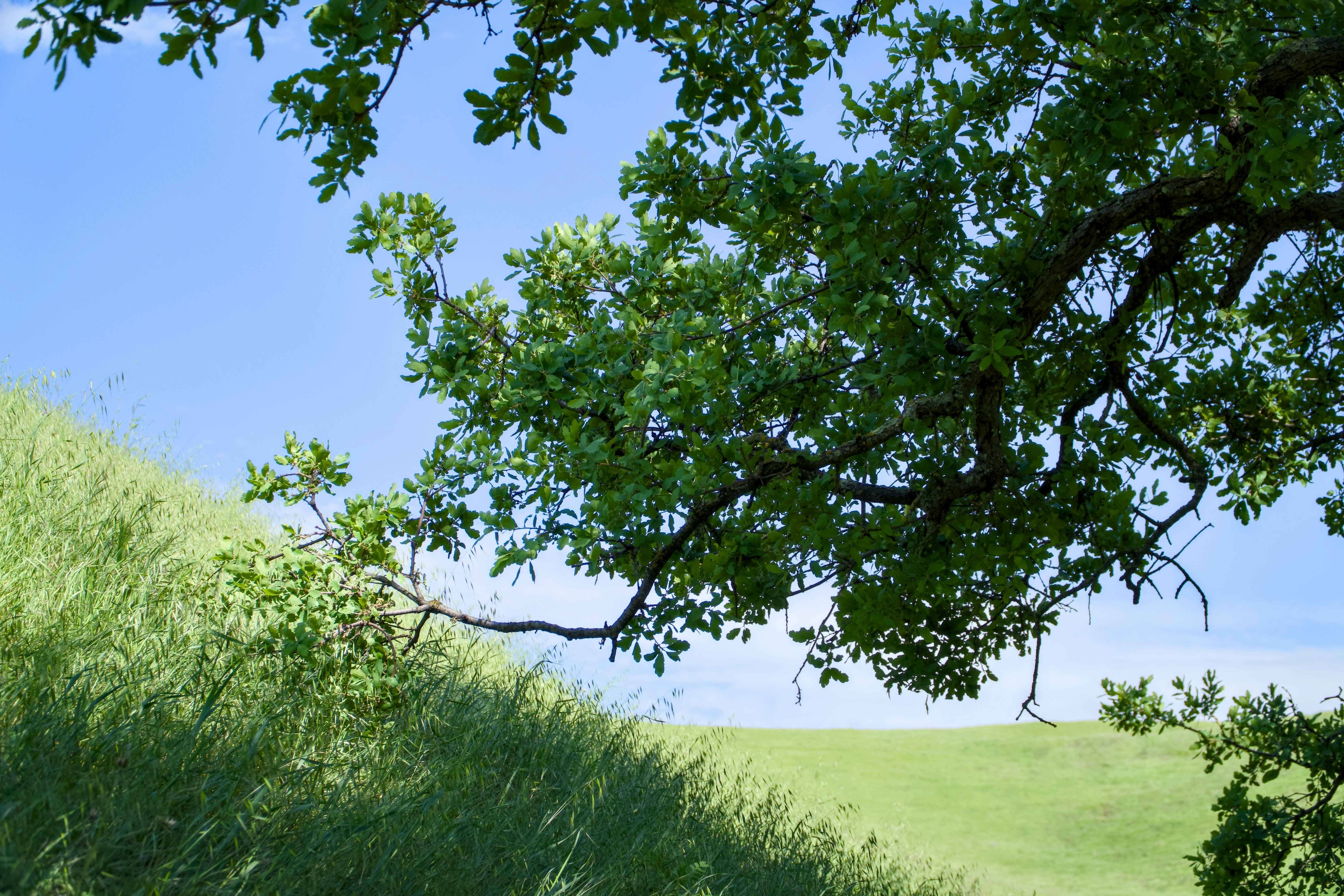 A bench under a tree in a grassy field photo – Free Livermore Image on ...