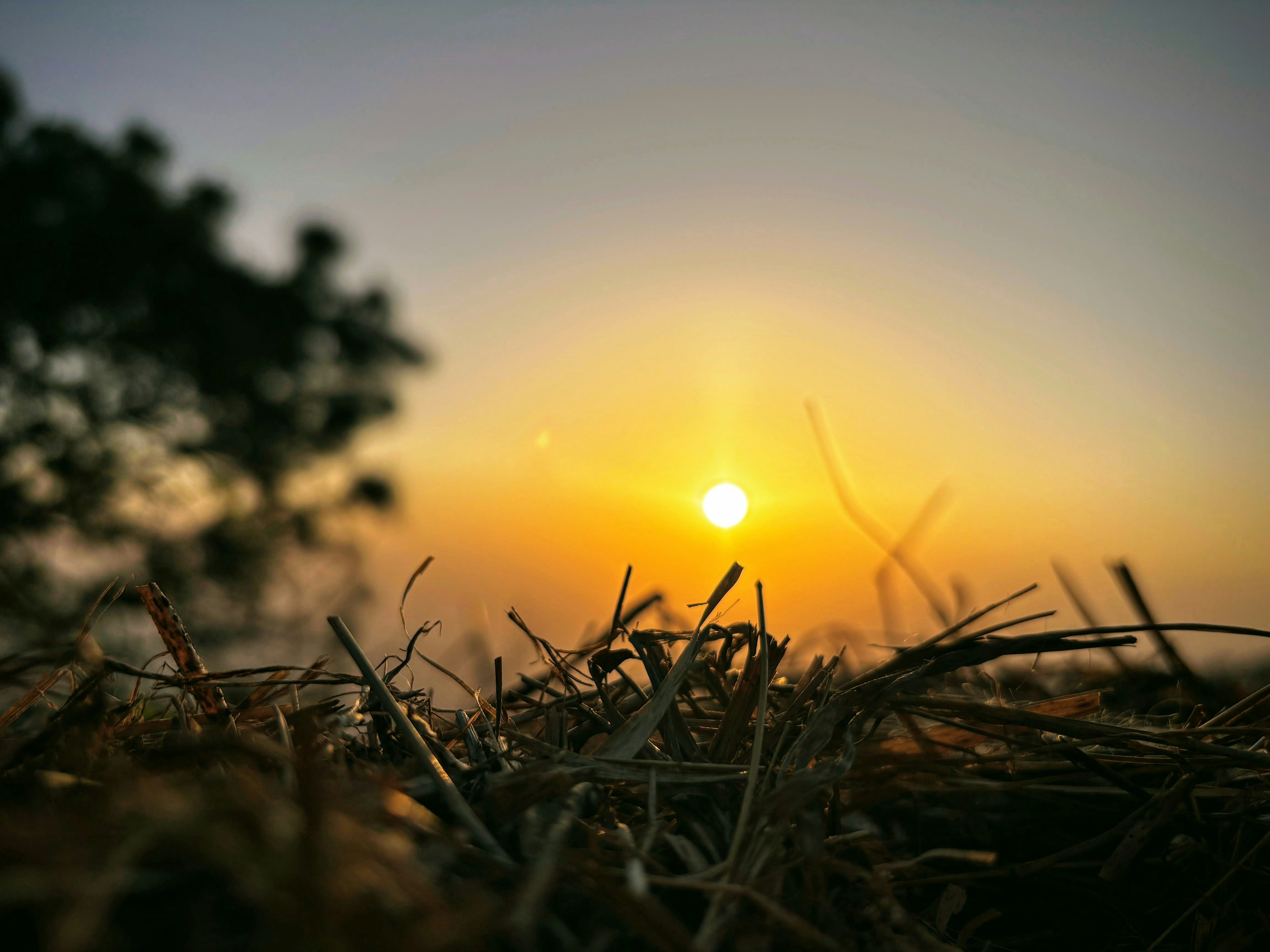 Sunset casting golden hues over dry grass with silhouetted trees in the distance.