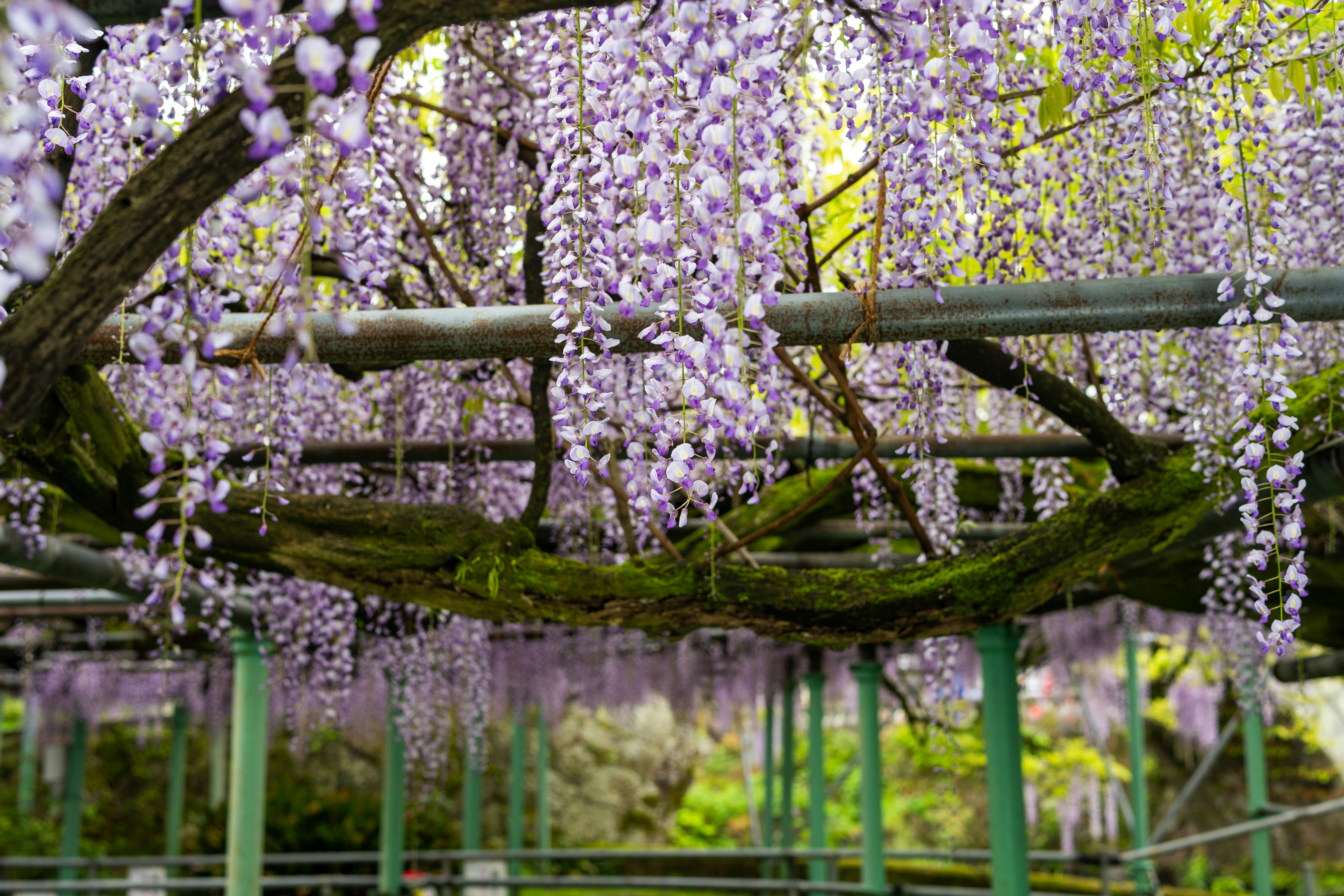 Un árbol con flores moradas colgando de sus ramas foto – Imagen de Flor ...