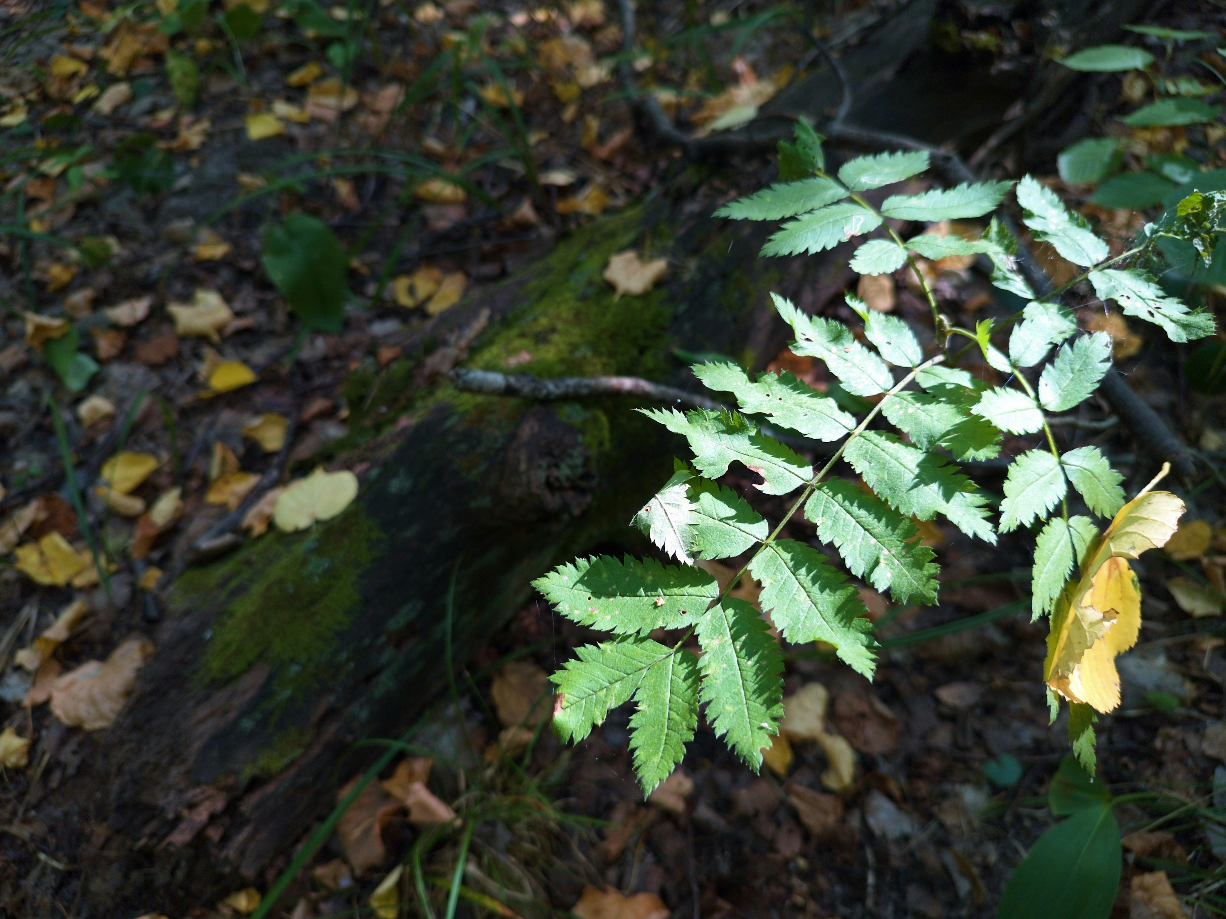Photo by Gopinath Mohanta with Redmi Note 10 Pro