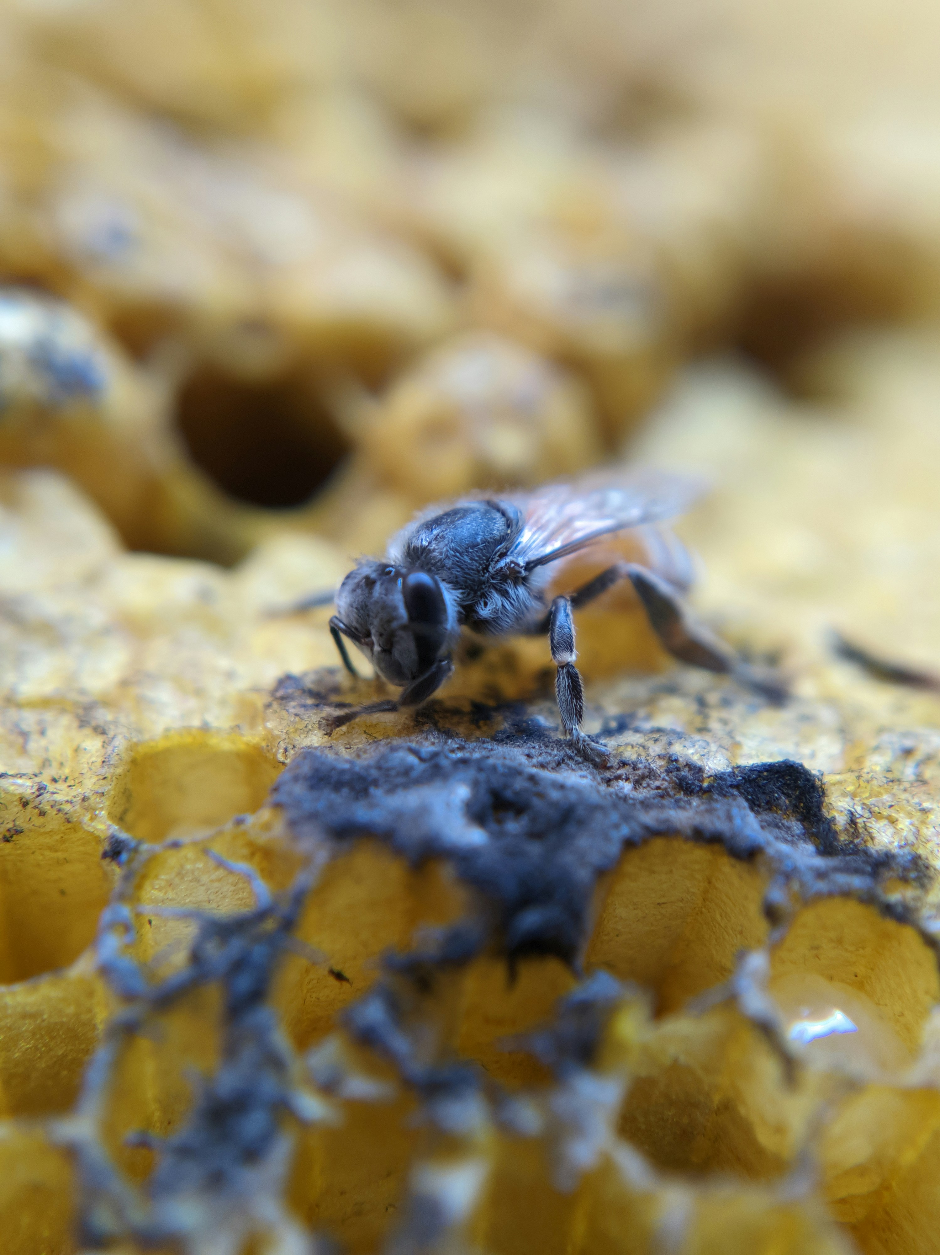 a close up of a bee on a piece of wood