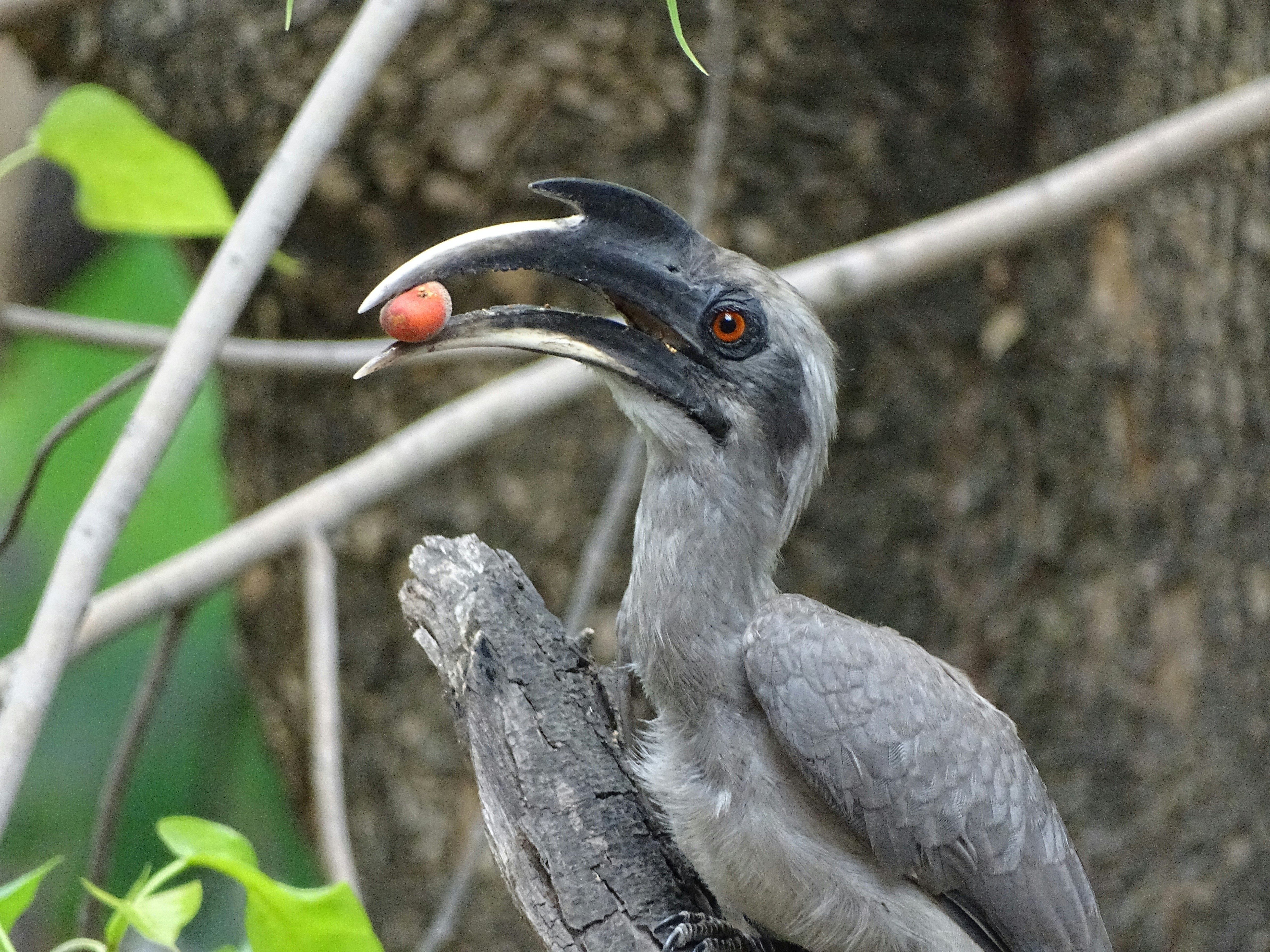 Berry Snare: A Grey Heron Seizes a Snack Amid Weathered Branches