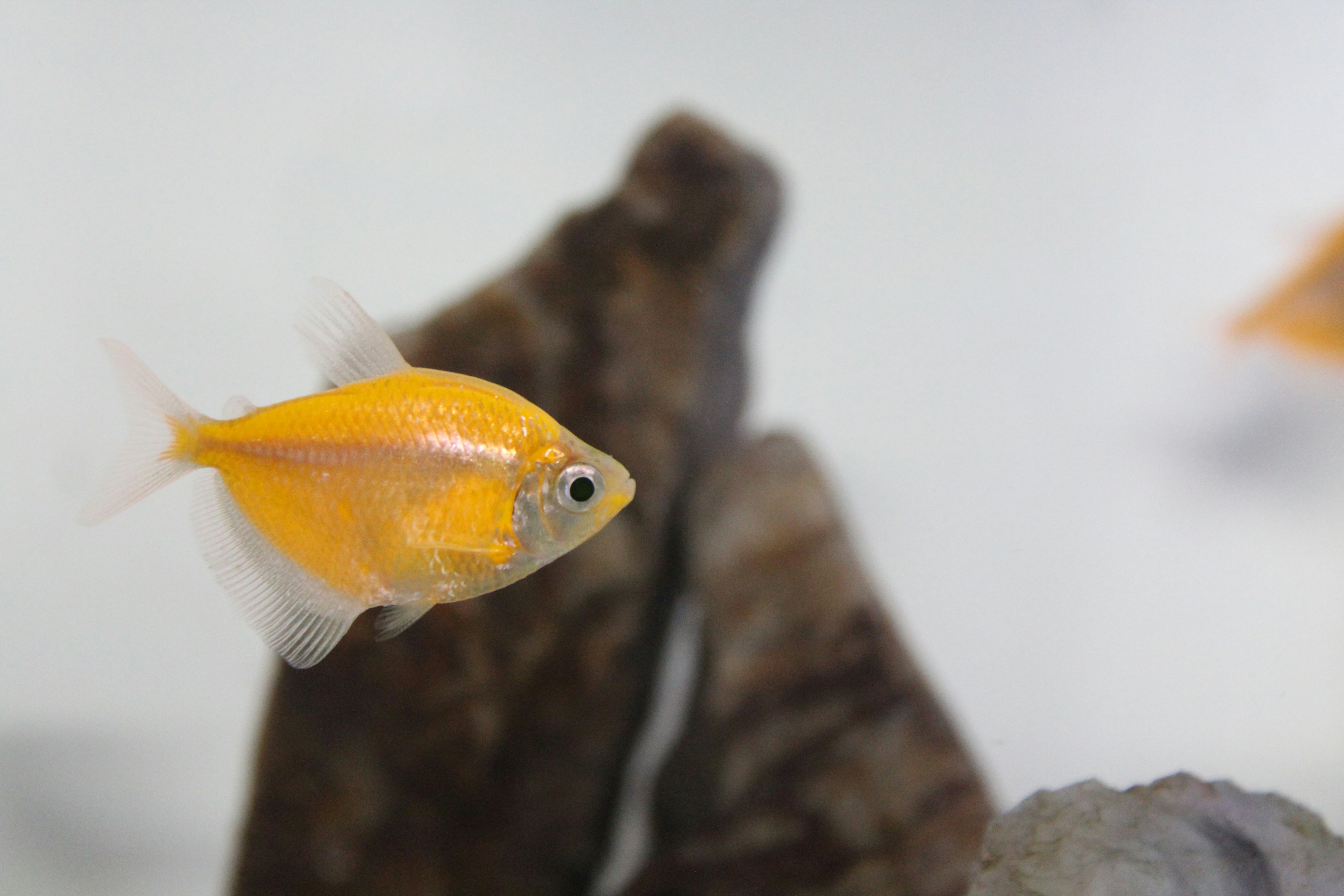 Yellow widow tetra gliding through a serene aquarium setting.