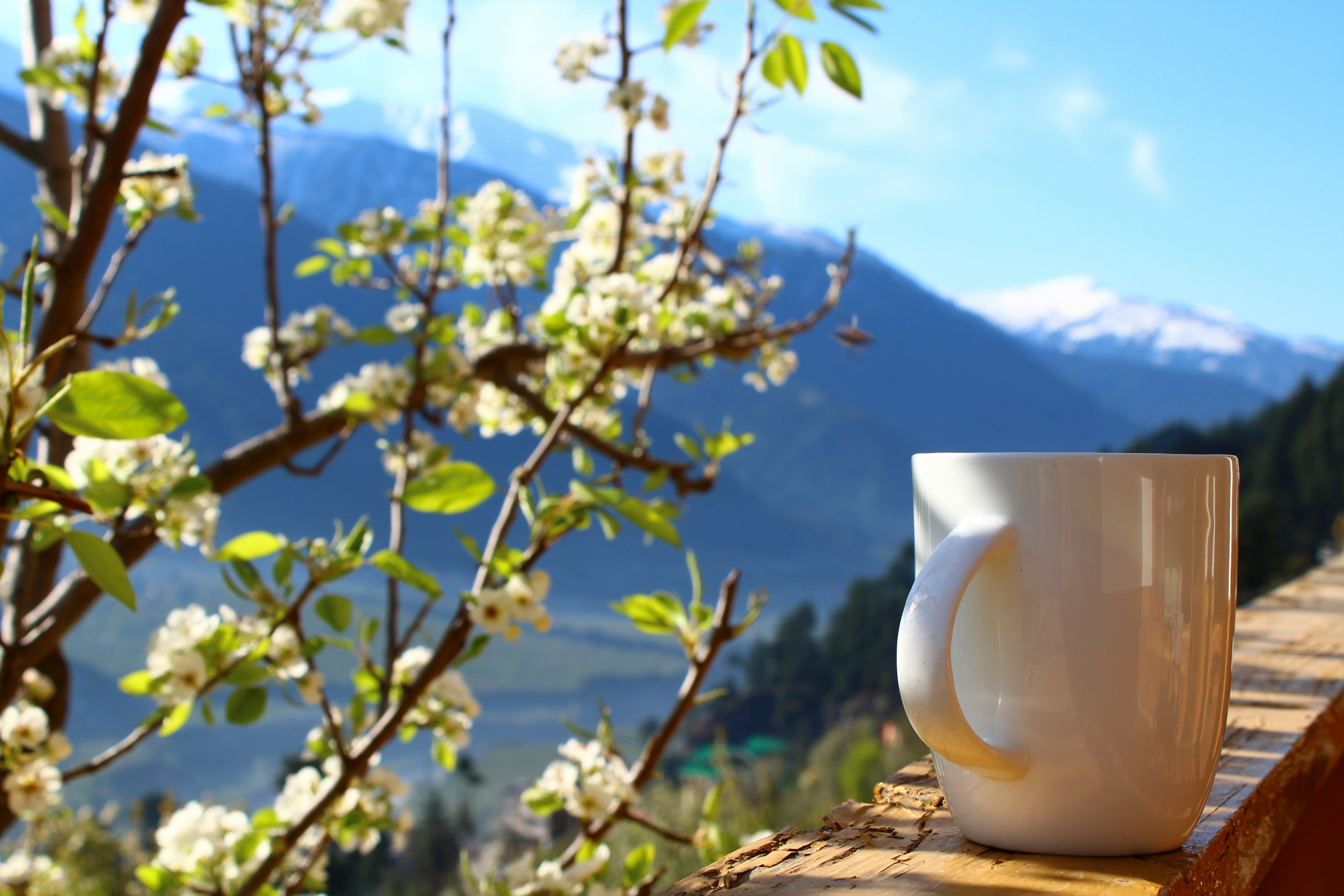 Alpine Morning Brew: A White Mug Framed by Blooms and a Mountain Vista