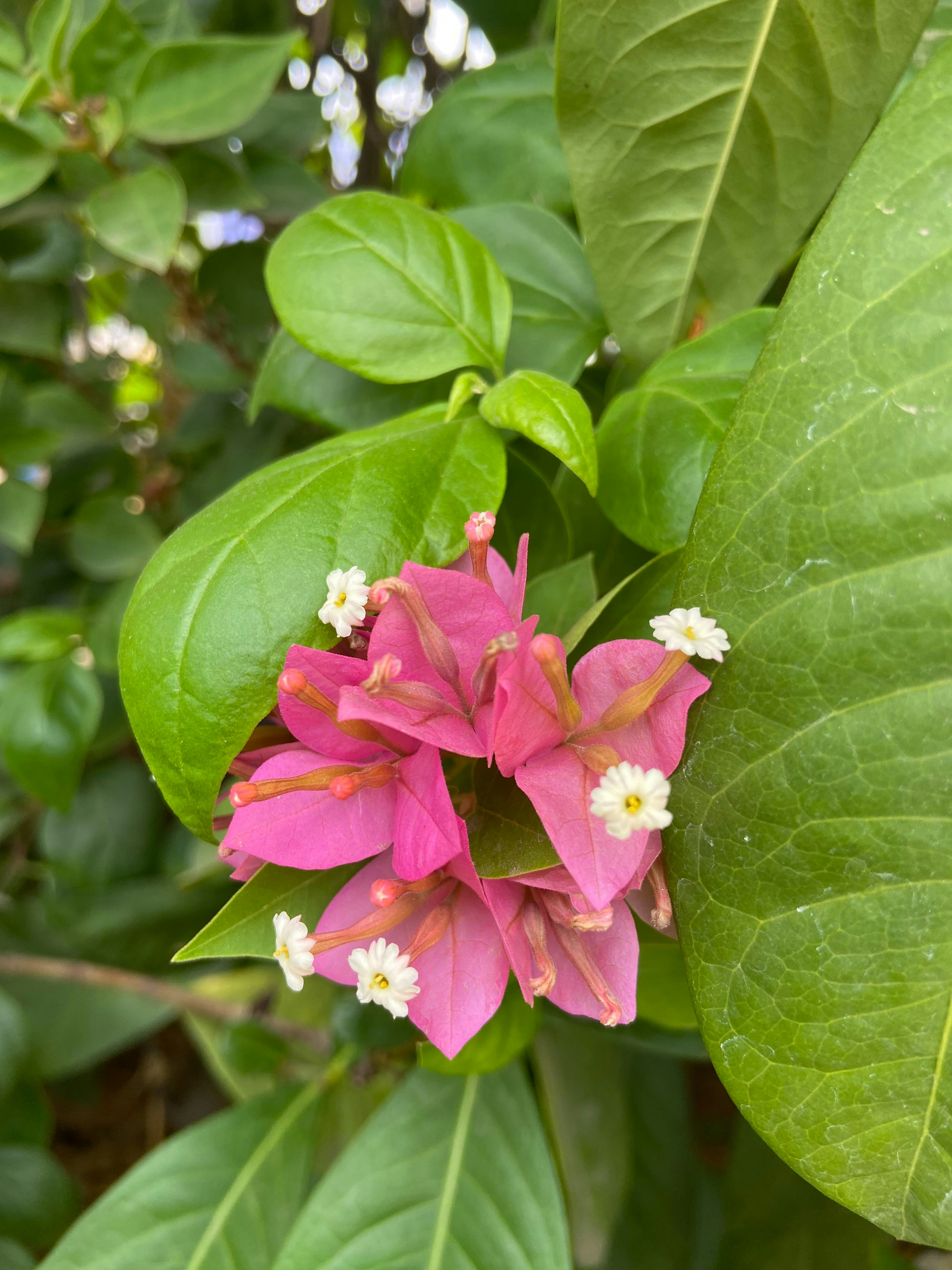 Pink and white flowers