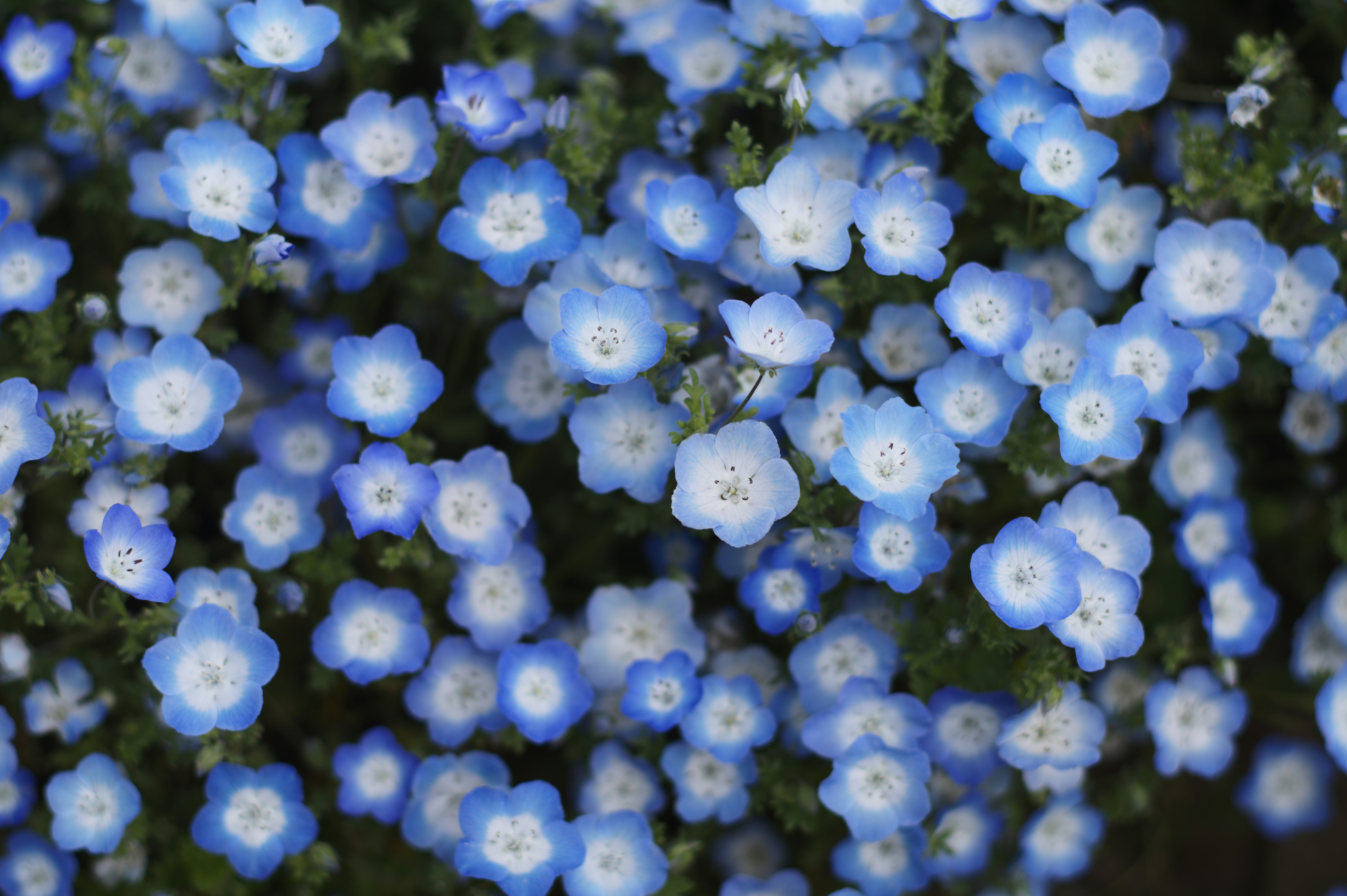 A bunch of blue flowers that are blooming photo – Free Flower Image on ...