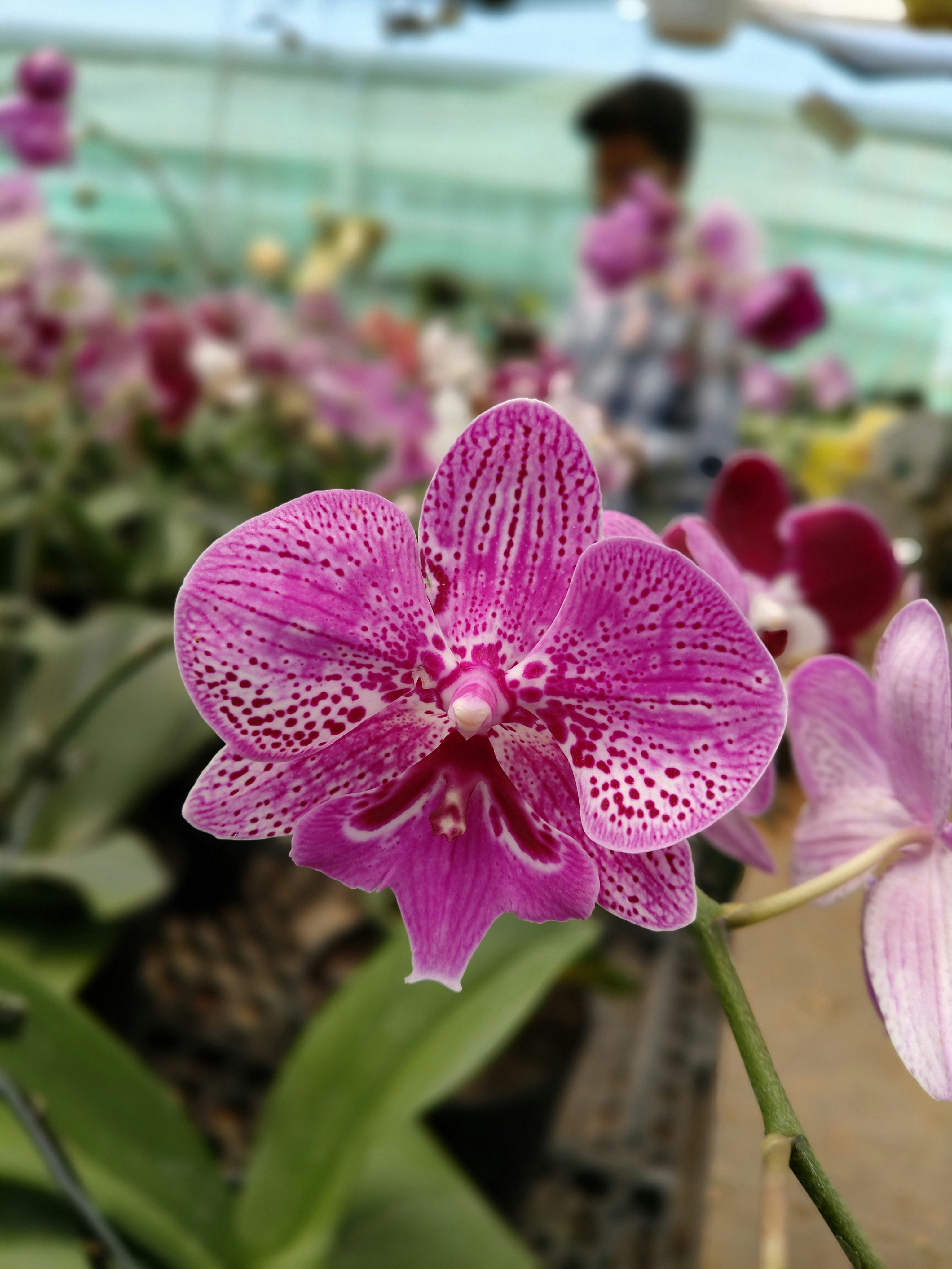 Sample photo from OnePlus Nord CE4