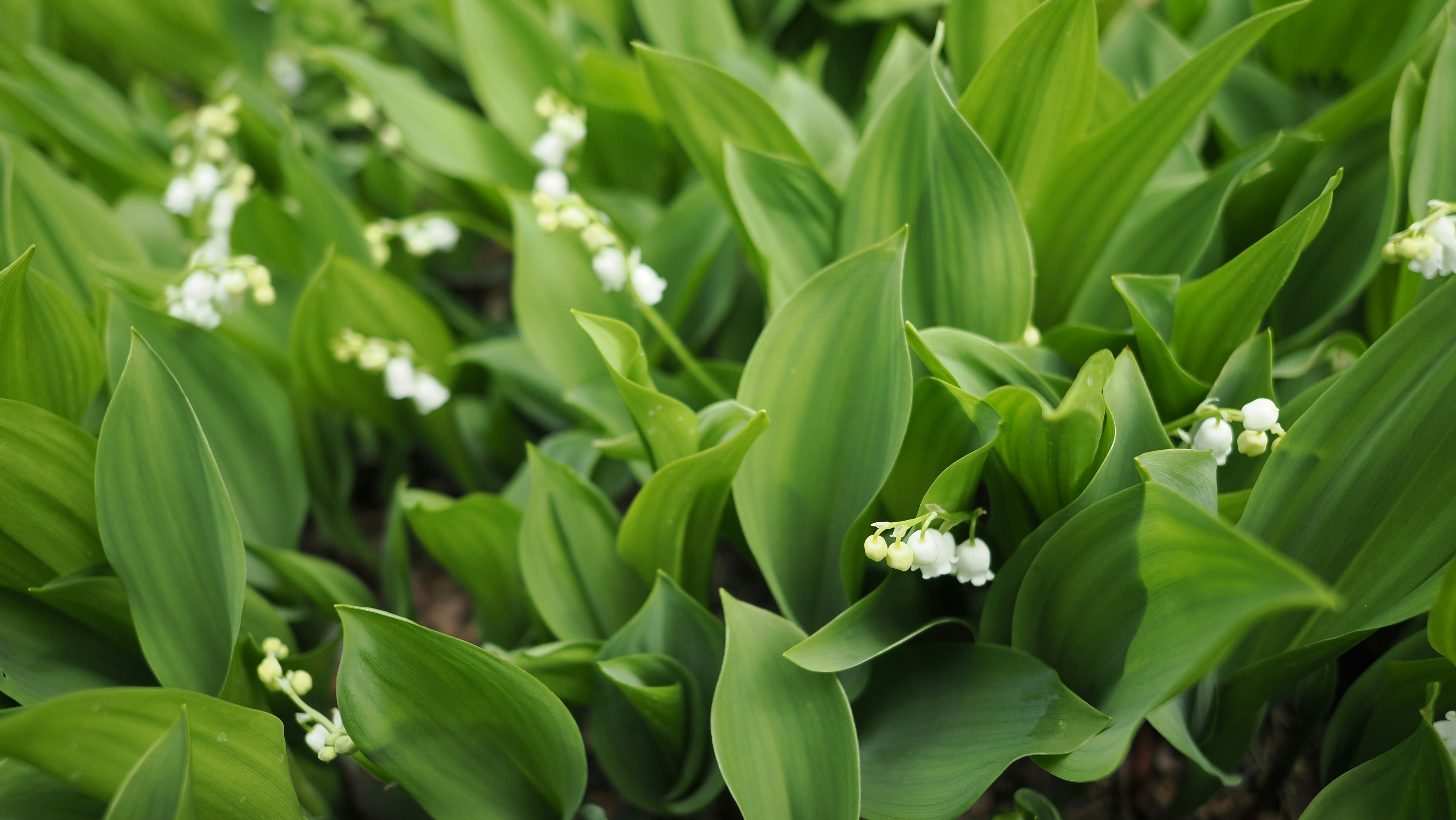 Verdant Lattice: Lily-of-the-Valley Leaves in Morning Light