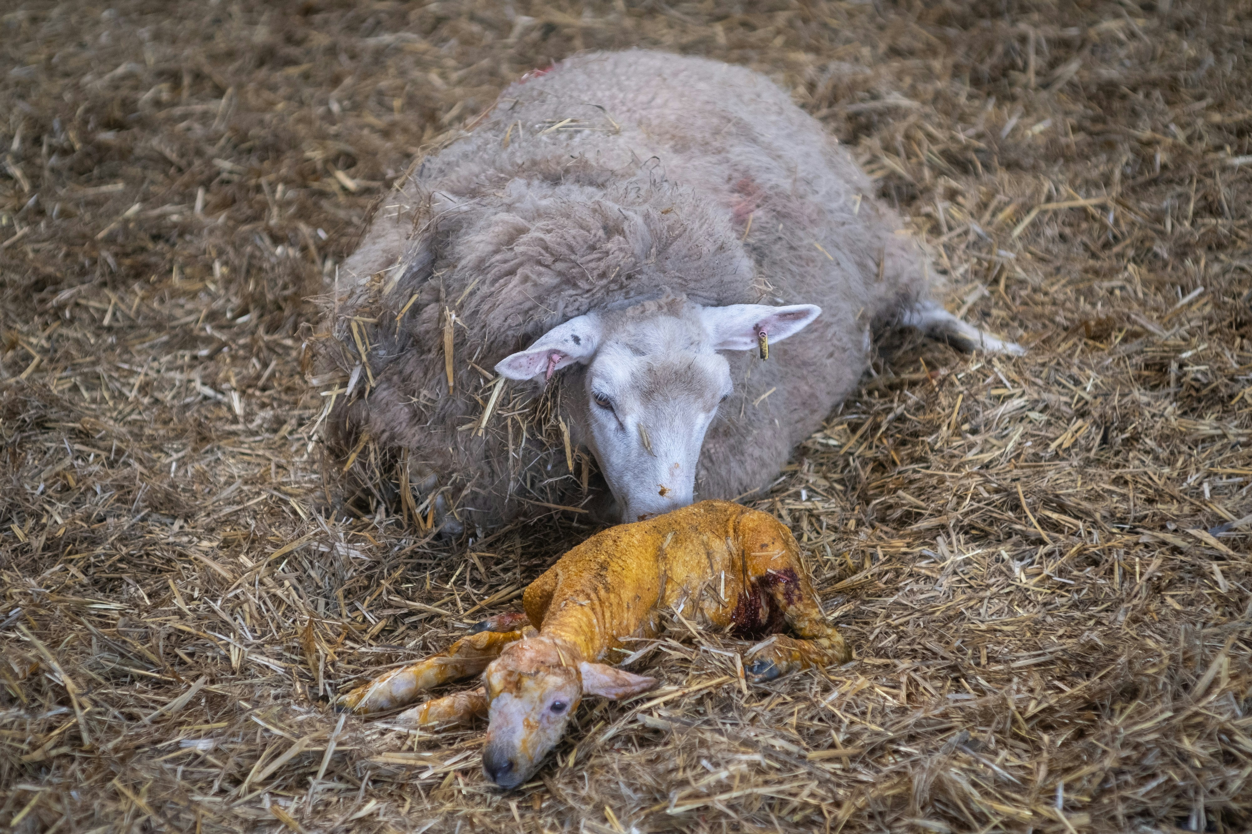 A sheep laying on top of a pile of hay photo – Free Animal Image on ...