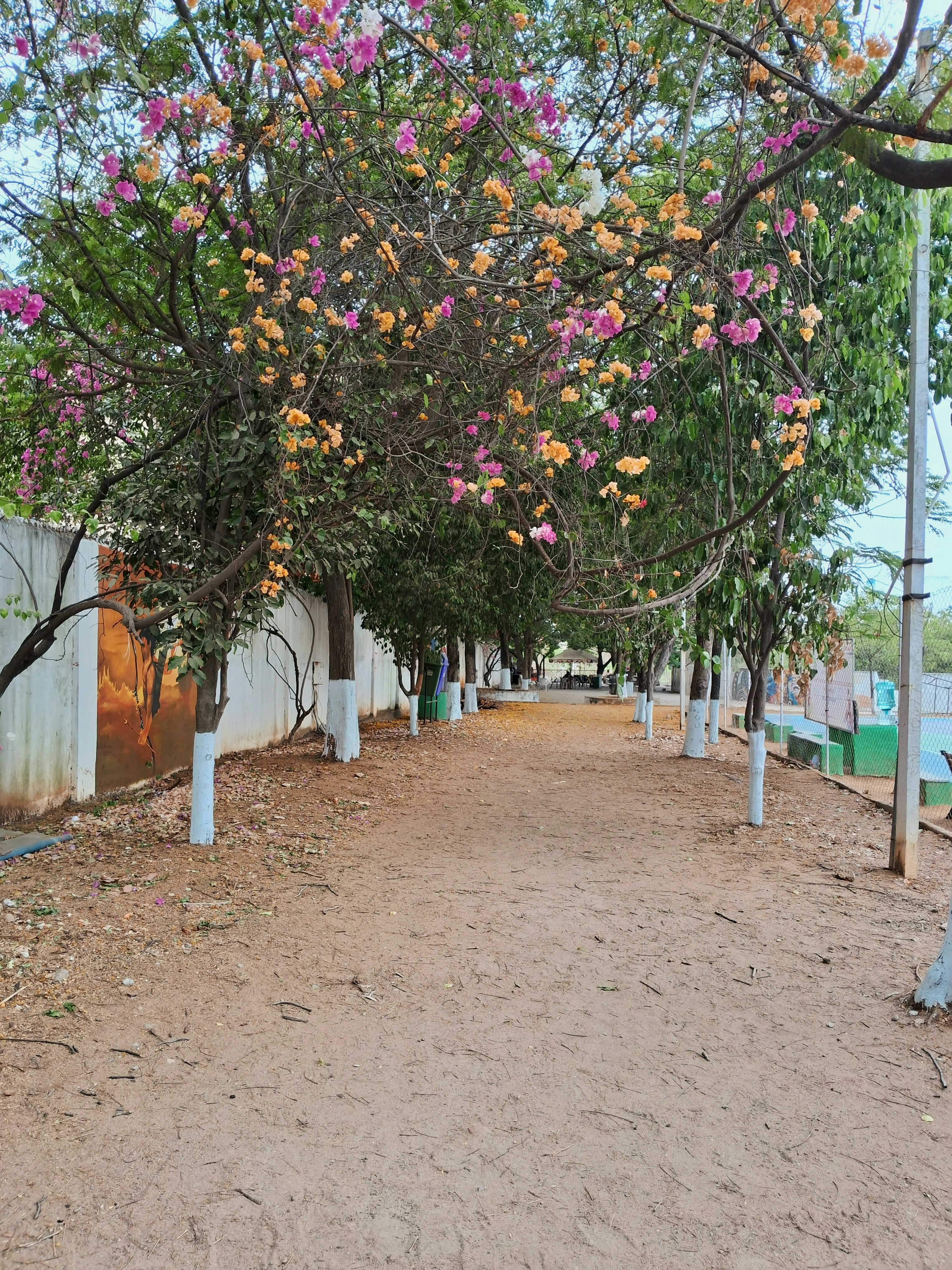 Sunlit dirt path through a tree-lined avenue, with pink and orange blossoms forming a colorful canopy and white-painted trunks along the sides.