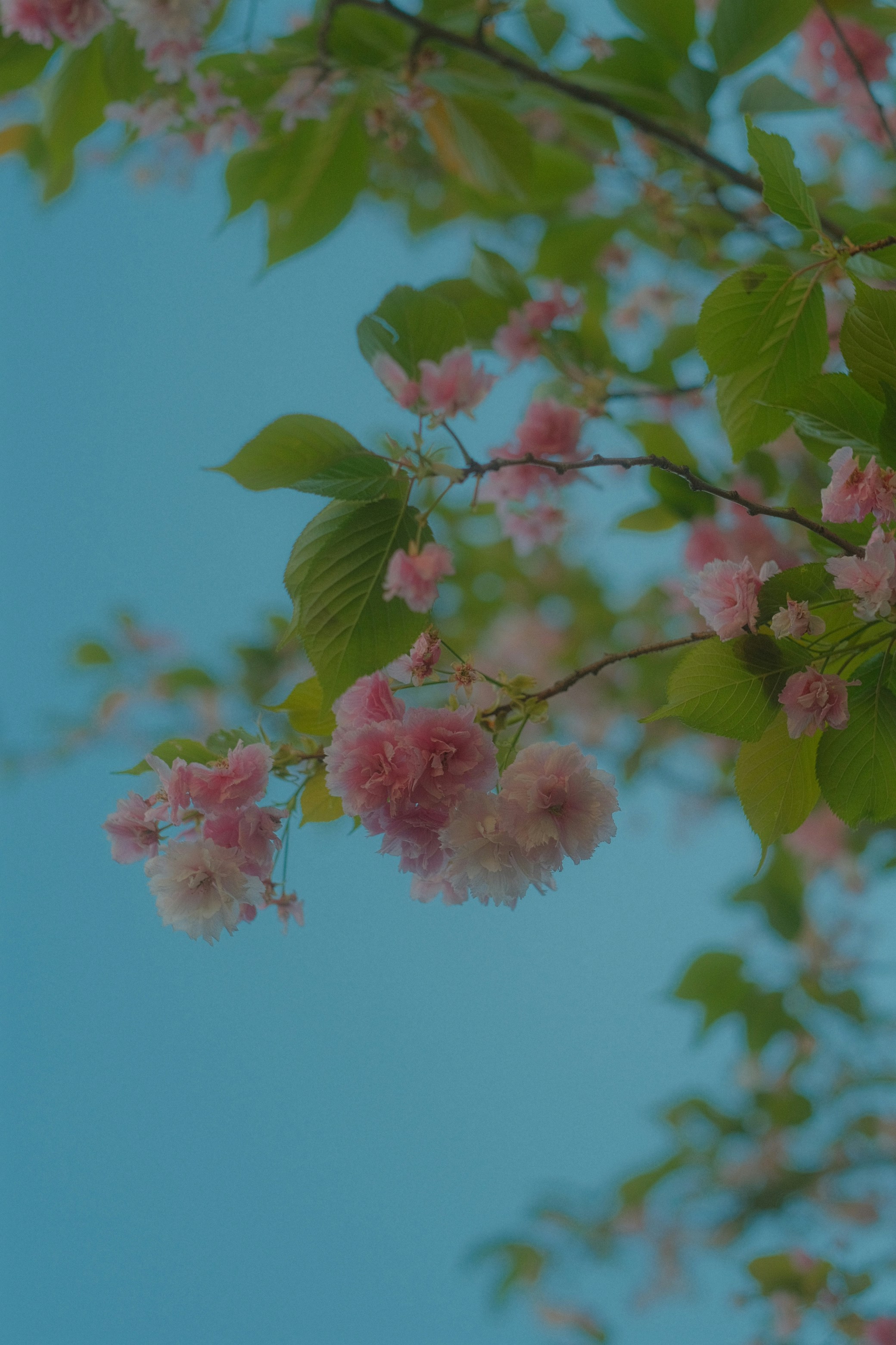 Pink Pom-Poms on a Spring Branch Against a Cerulean Sky