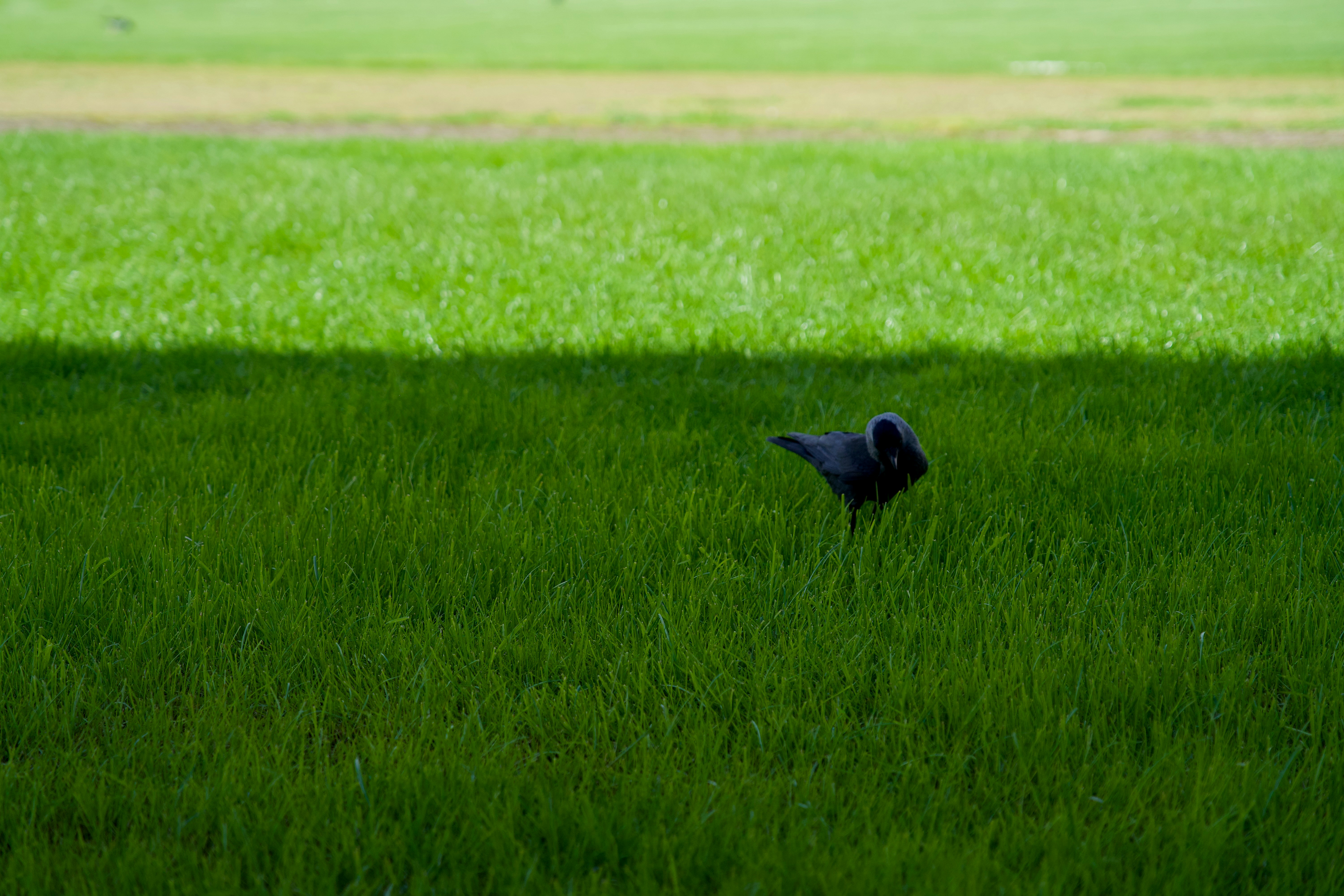Crow Silhouette in a Shadowed Meadow