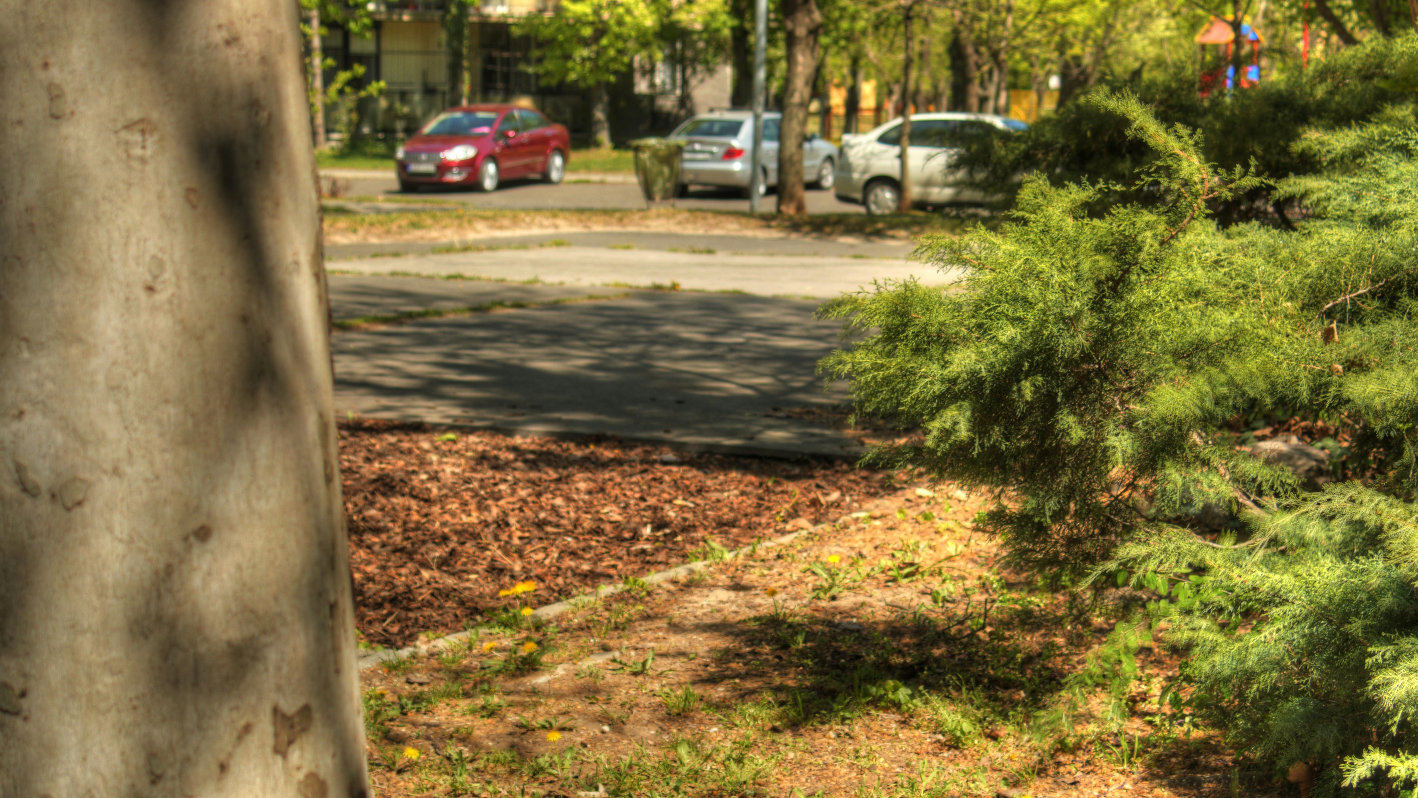 A slightly liminal view of a European suburban street, peeking from behind a tree, to parking cars in the distance, leaves, and bushes. Sunshine from behind.