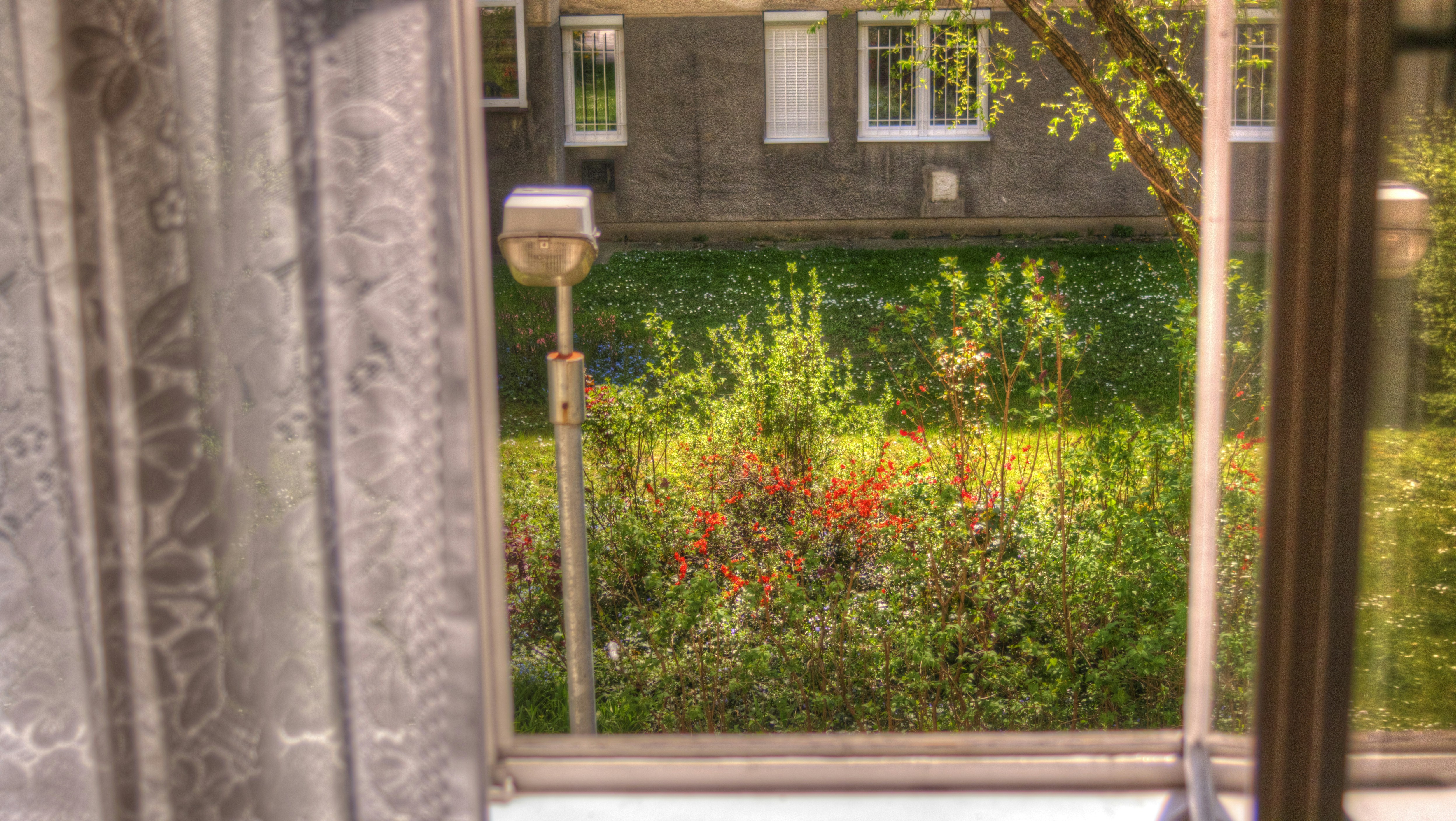 A view of a garden through a window photo – Free Window Image on Unsplash