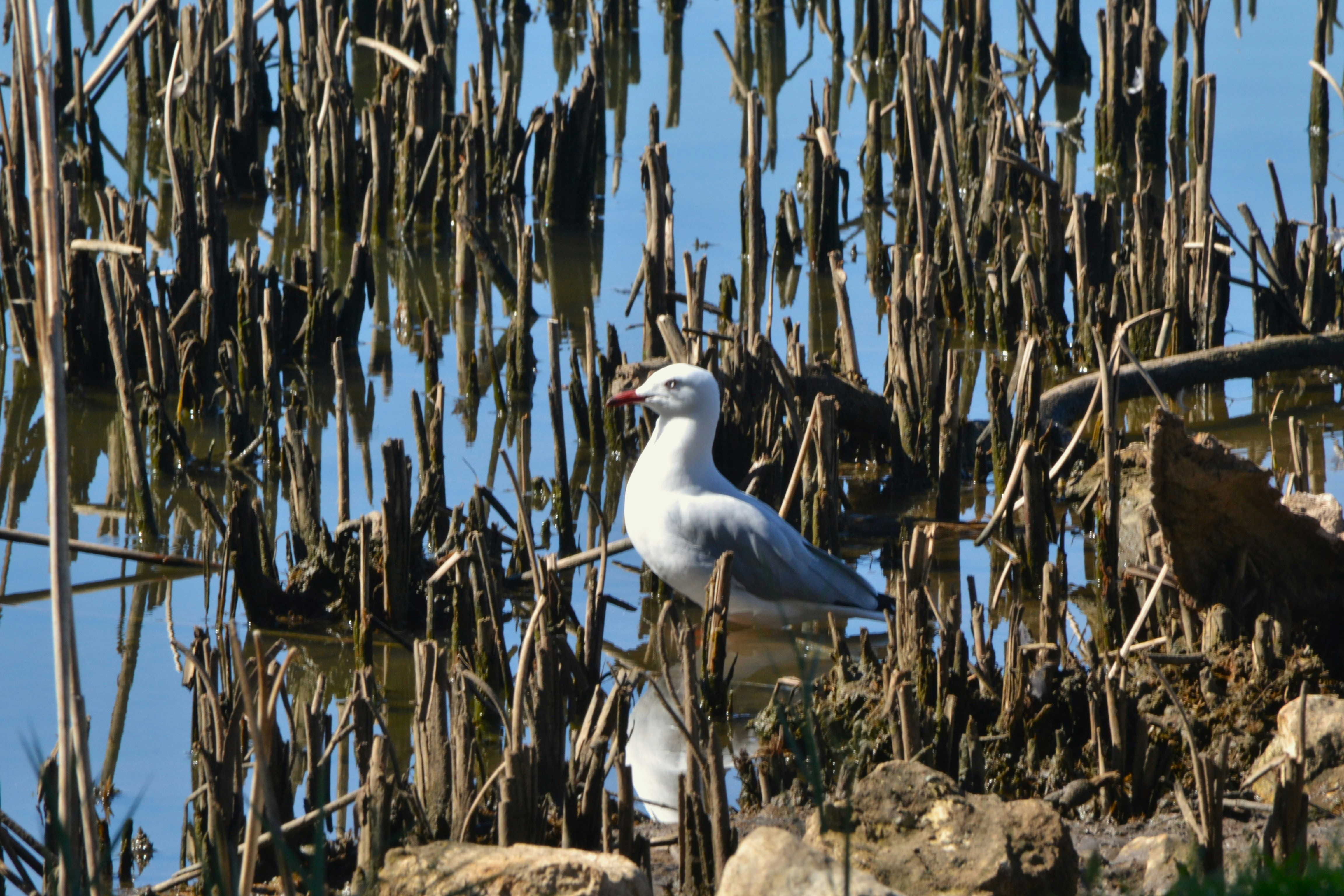 White Gull in a Reed-Tangle by a Calm Tidal Marsh