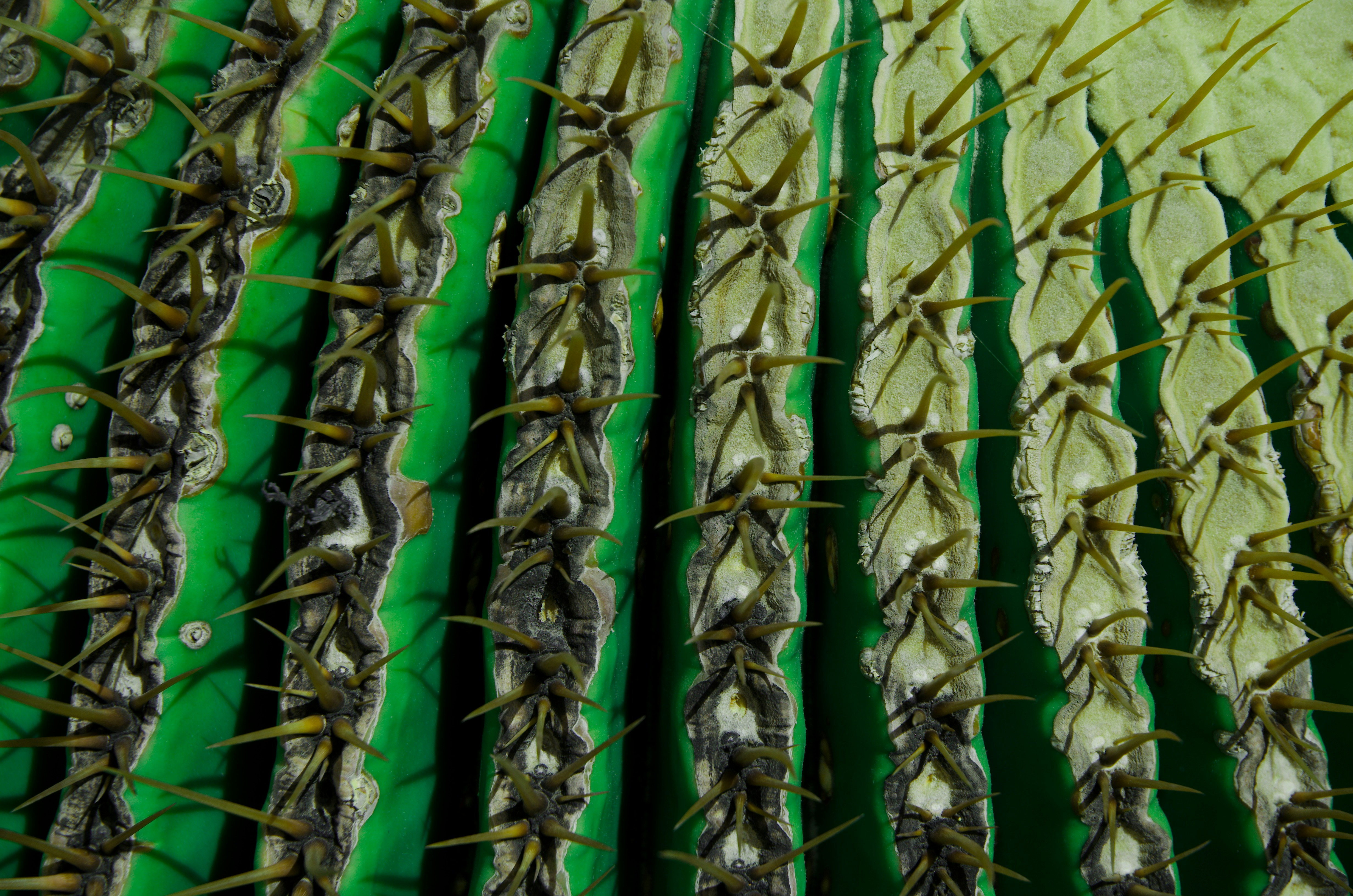 Green Ribs, Thorned Rhythm: A Macro Portrait of Cactus Spines