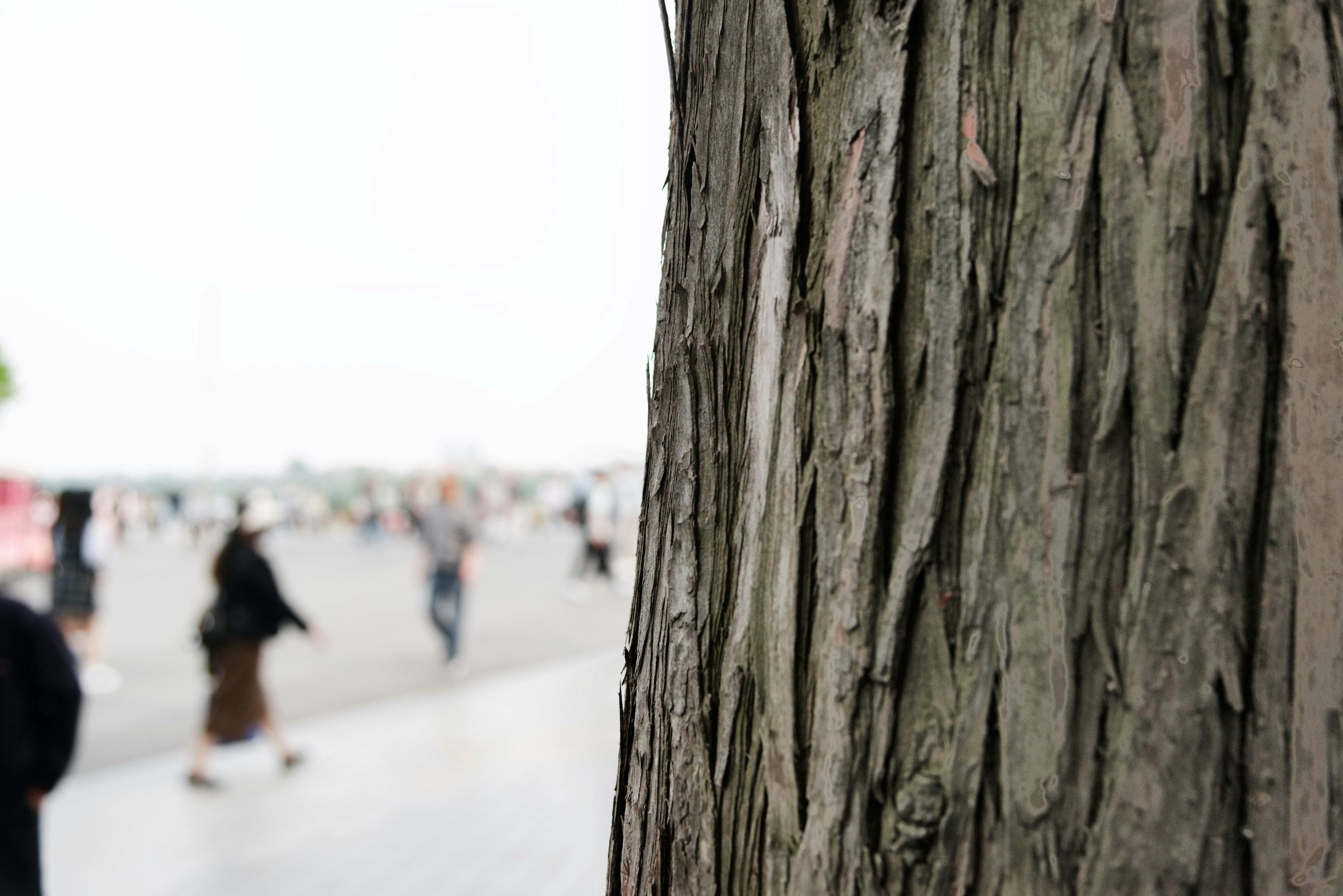 Rugged Bark Framing the City’s Quiet Square