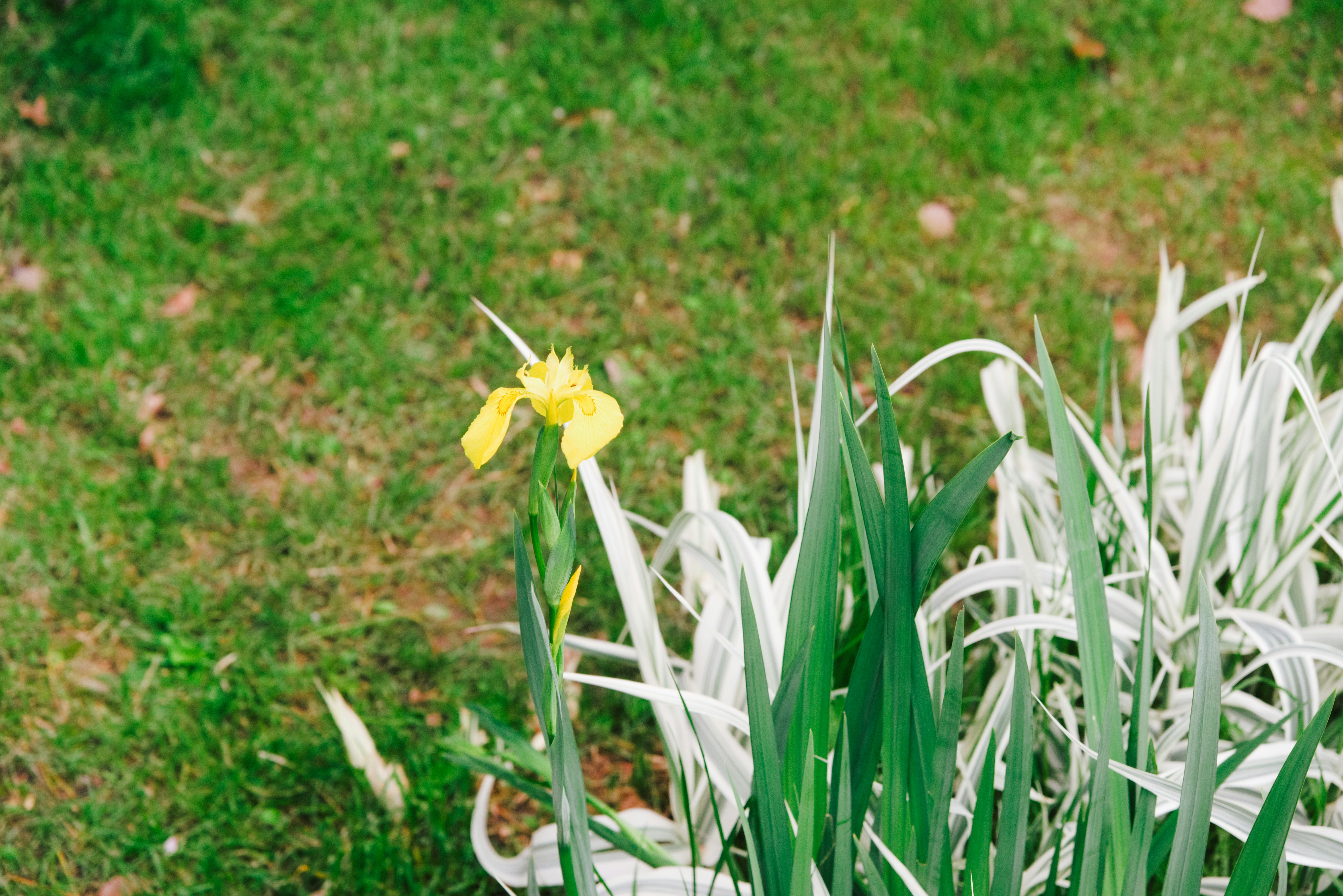 Single Yellow Iris Reaching Through Silver-Edged Foliage