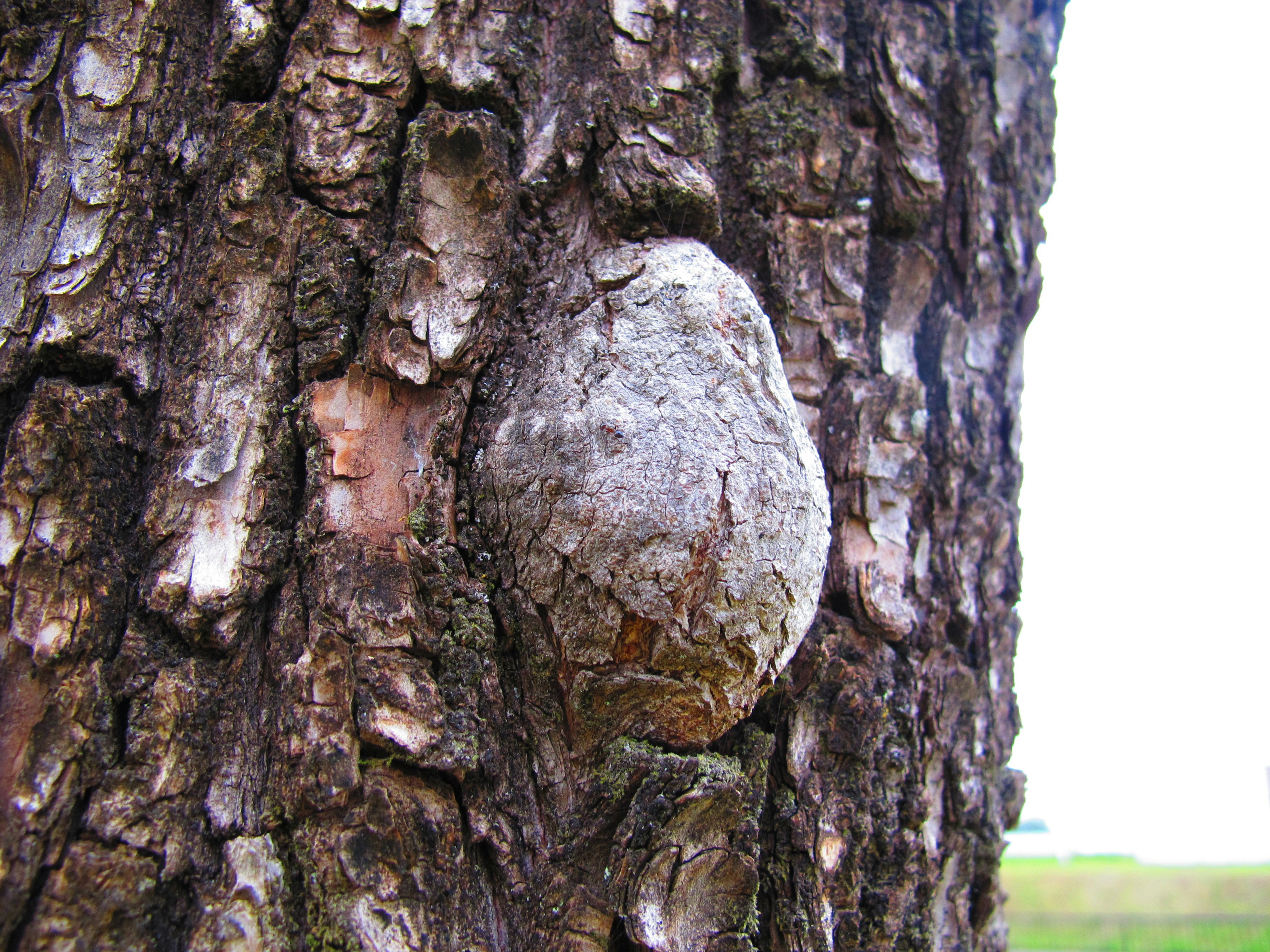A rock embedded in the bark of a tree photo – Free Beautiful flower ...
