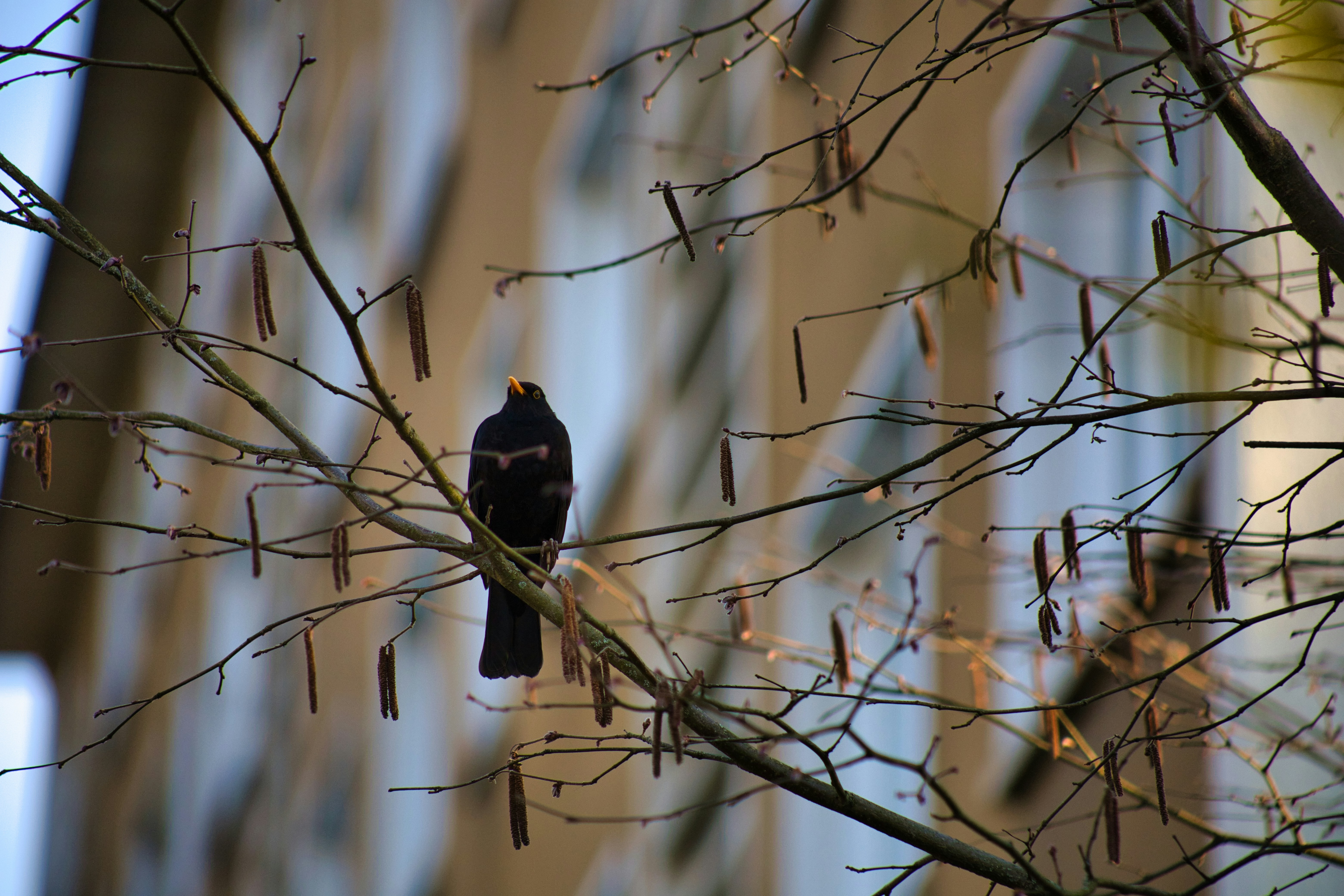 Urban Perch: A Bird's Rest Amid Architecture