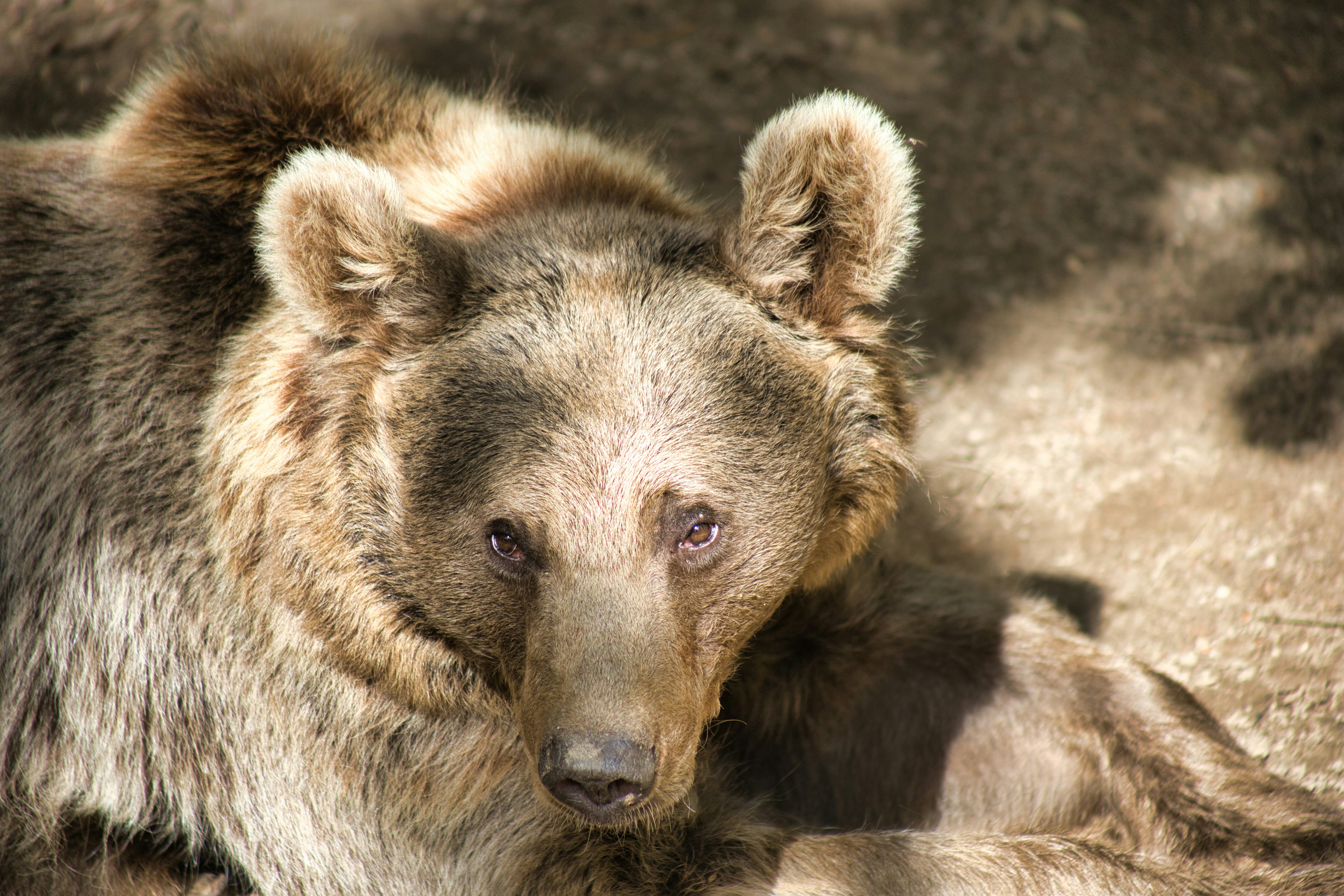 A large brown bear laying on top of a dirt ground photo – Free Bear ...