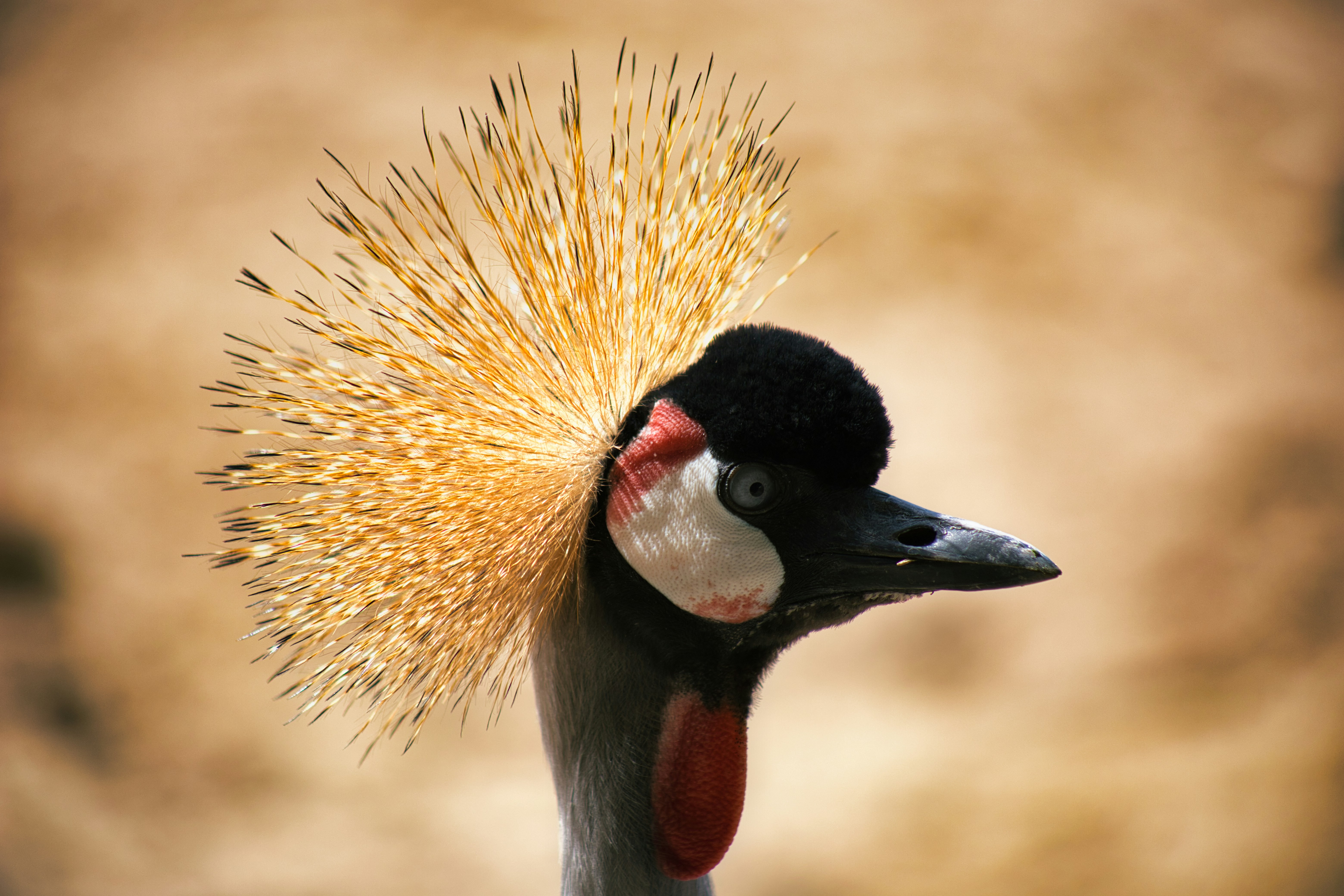 A close up of a bird with a mohawk on it's head photo – Free Black ...