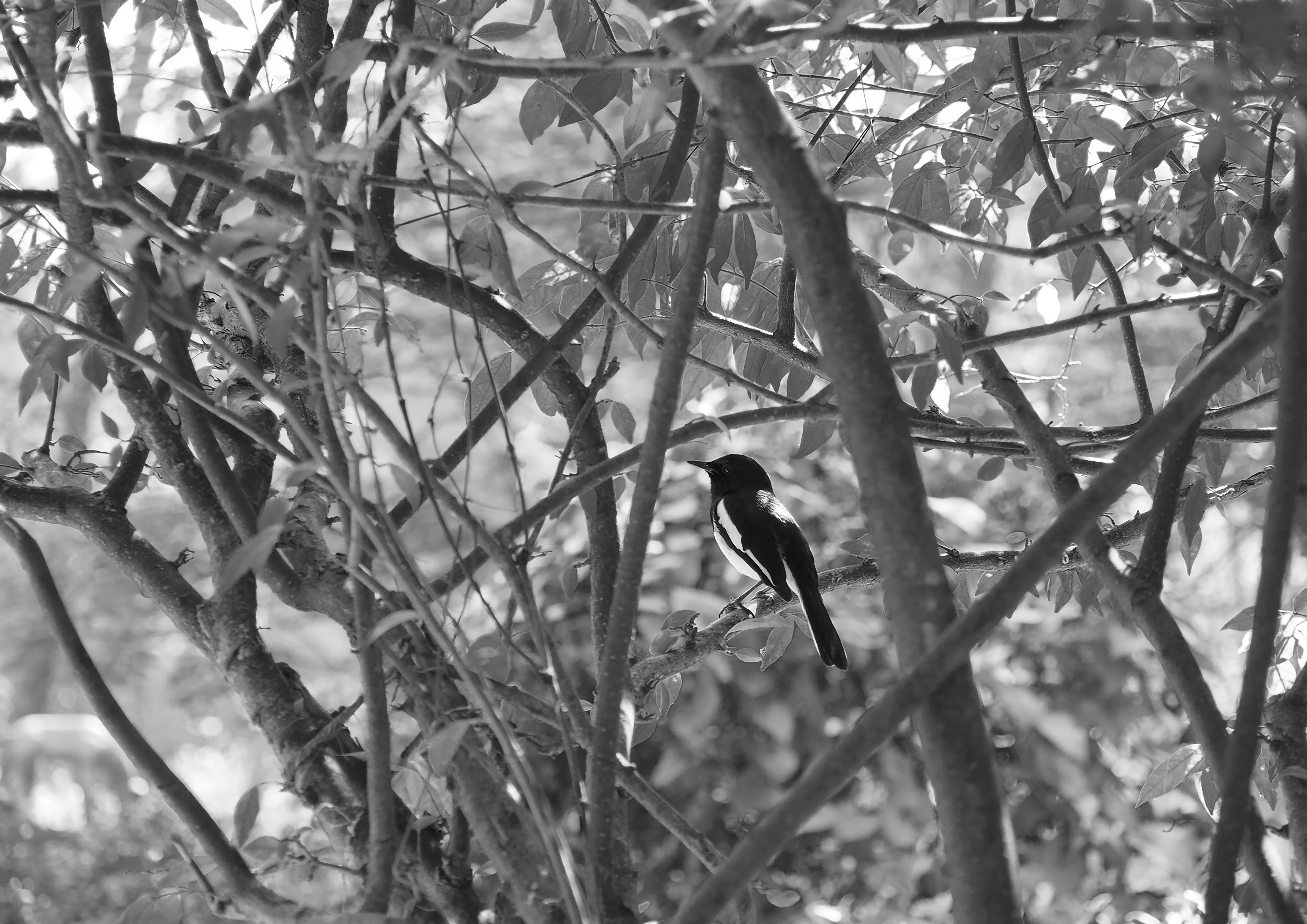 Monochrome Ledge: a lone bird among tangled branches