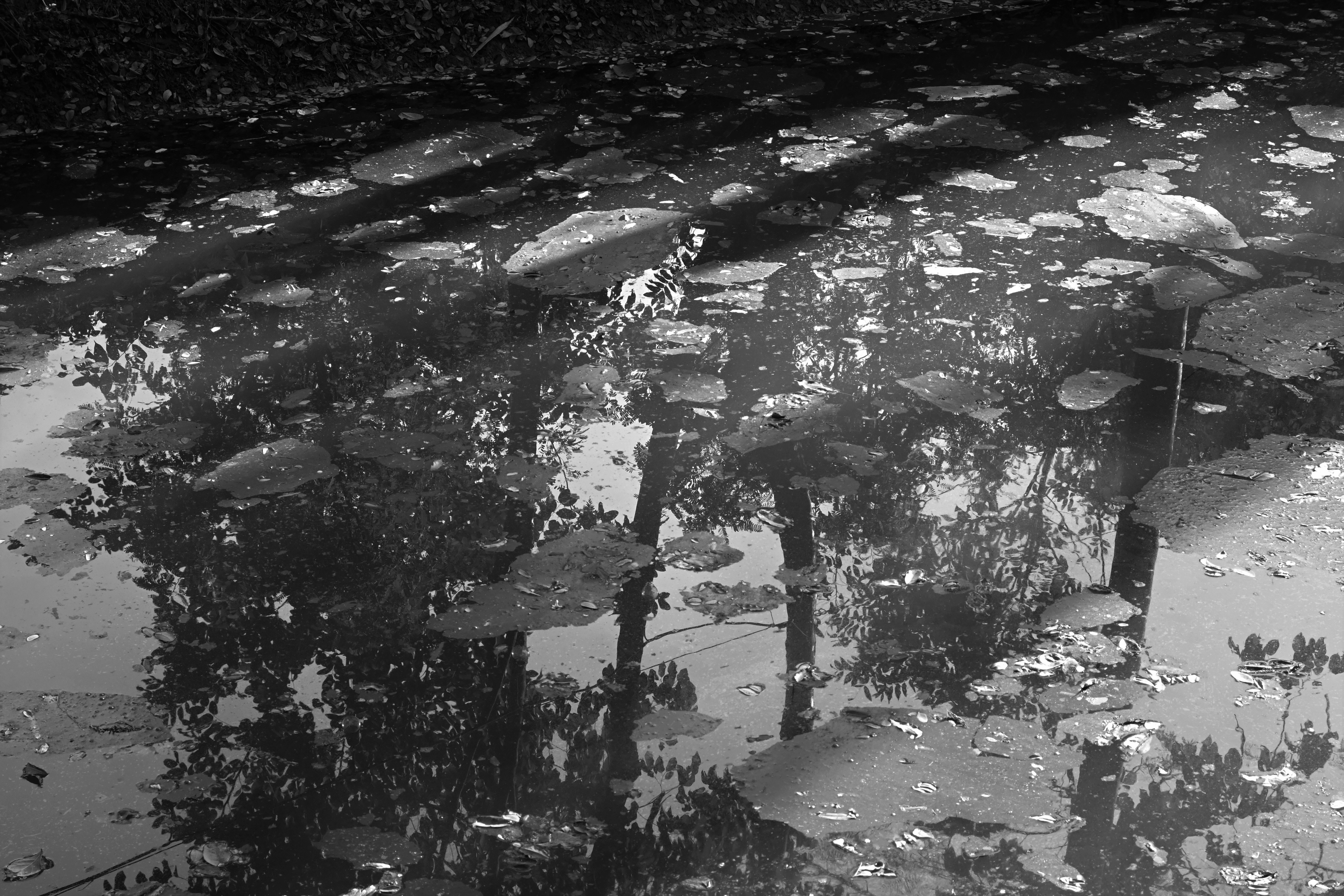 A black and white photo of a puddle of water photo – Free Grey Image on ...