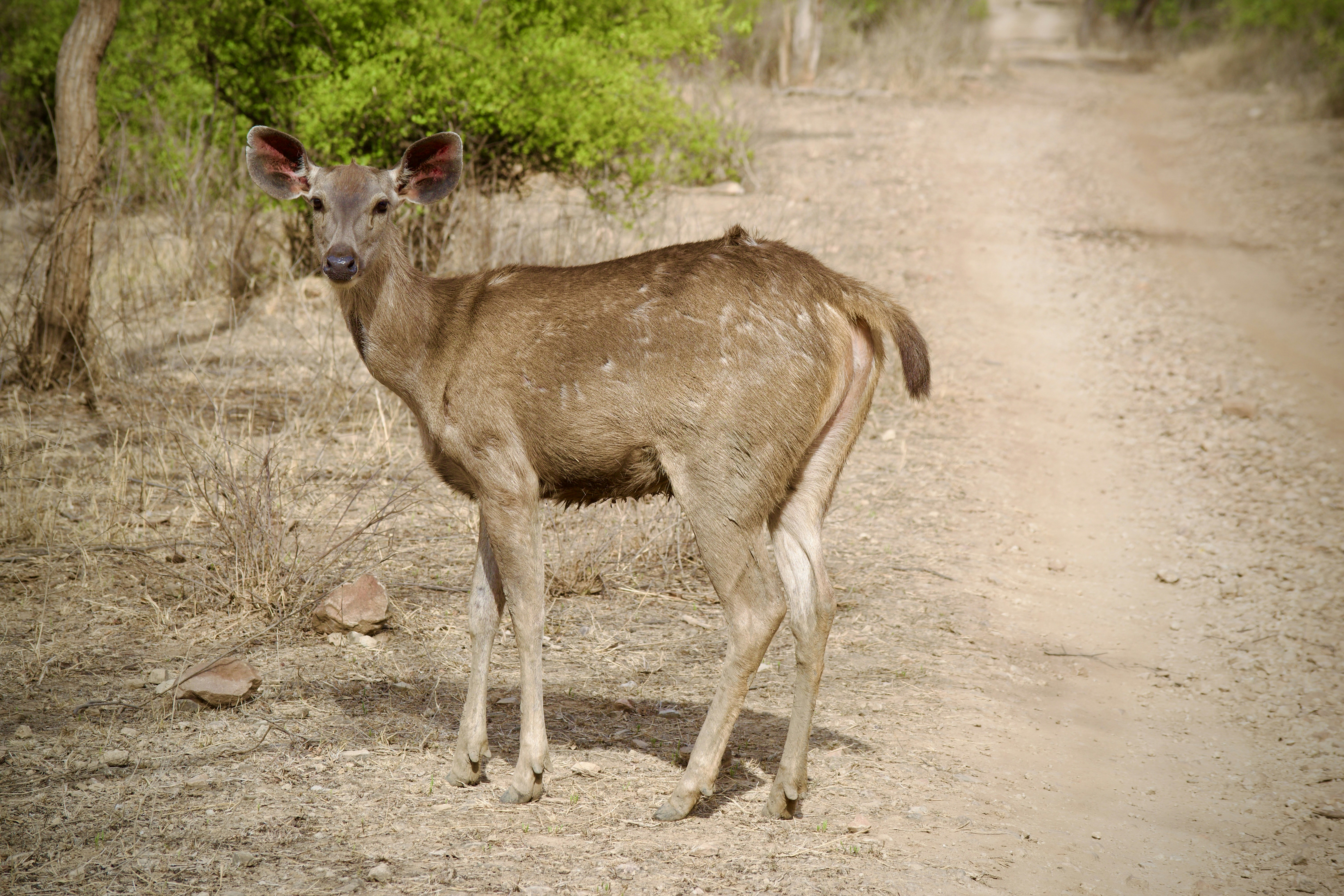 Photo by Vivek K Kaushik with Nikon D5300