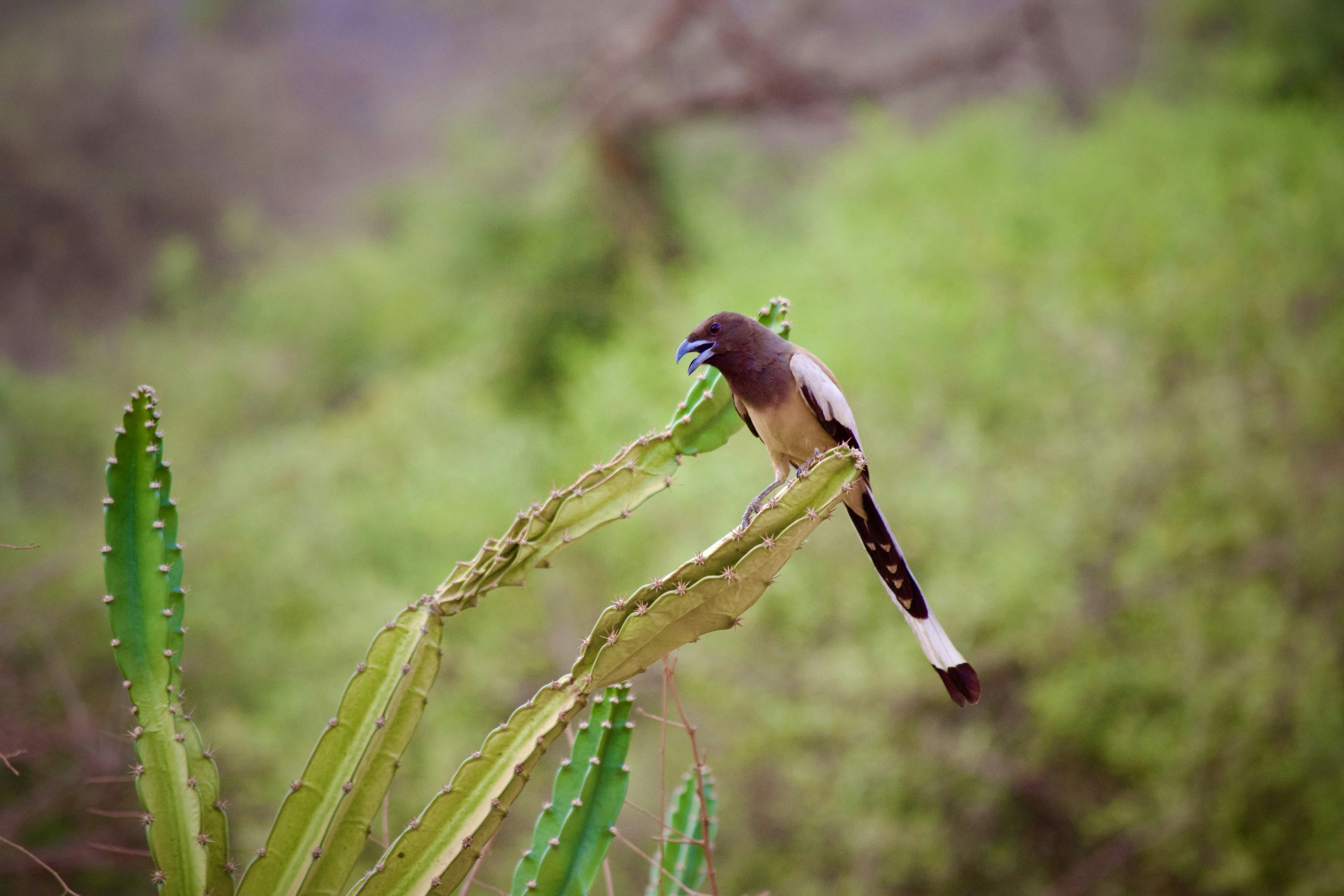 Cactus Stage: A Tiny Bird Pauses on a Thorny Twig