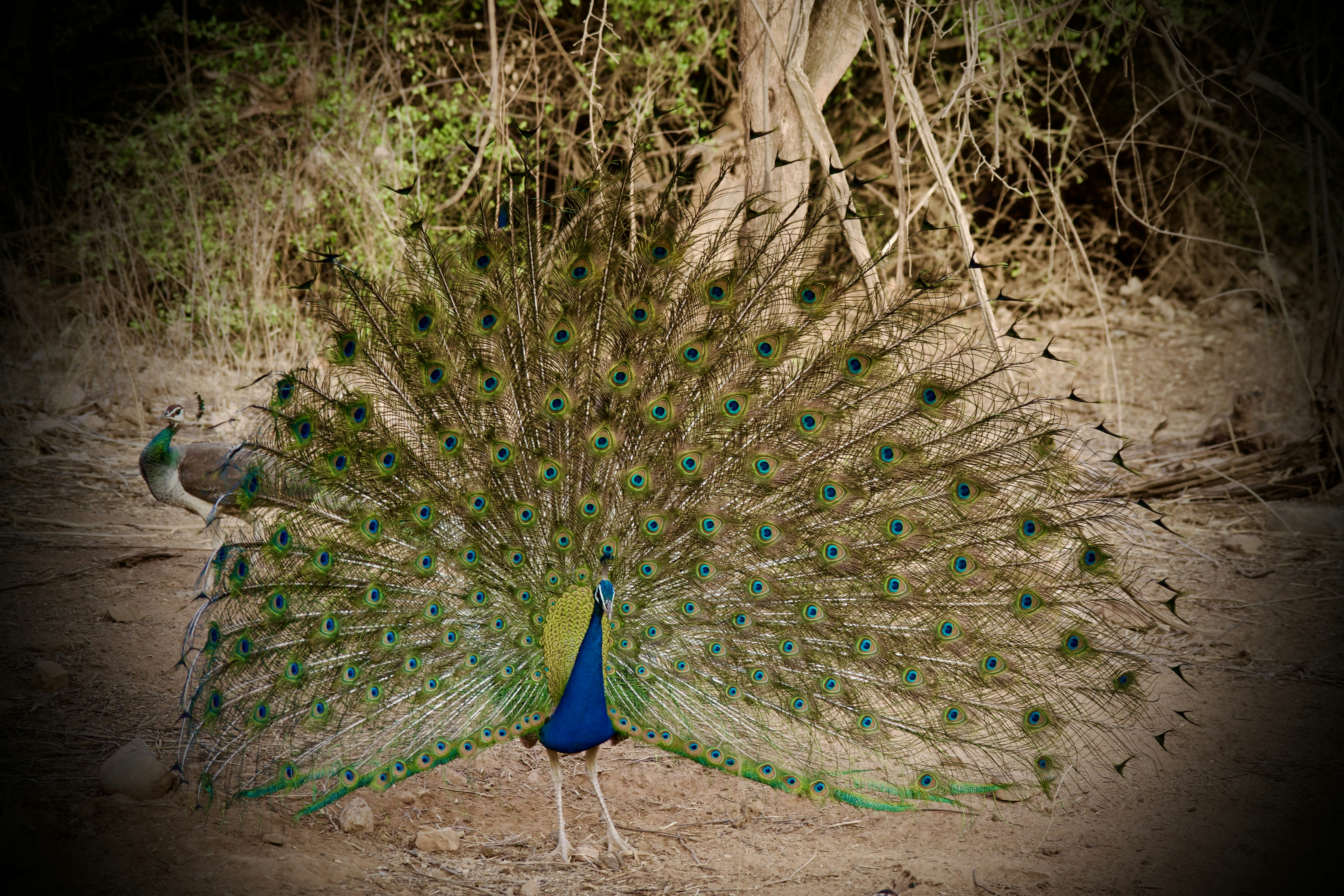 Emerald Eyes on Parade: A Peacock's Full-Fan Portrait