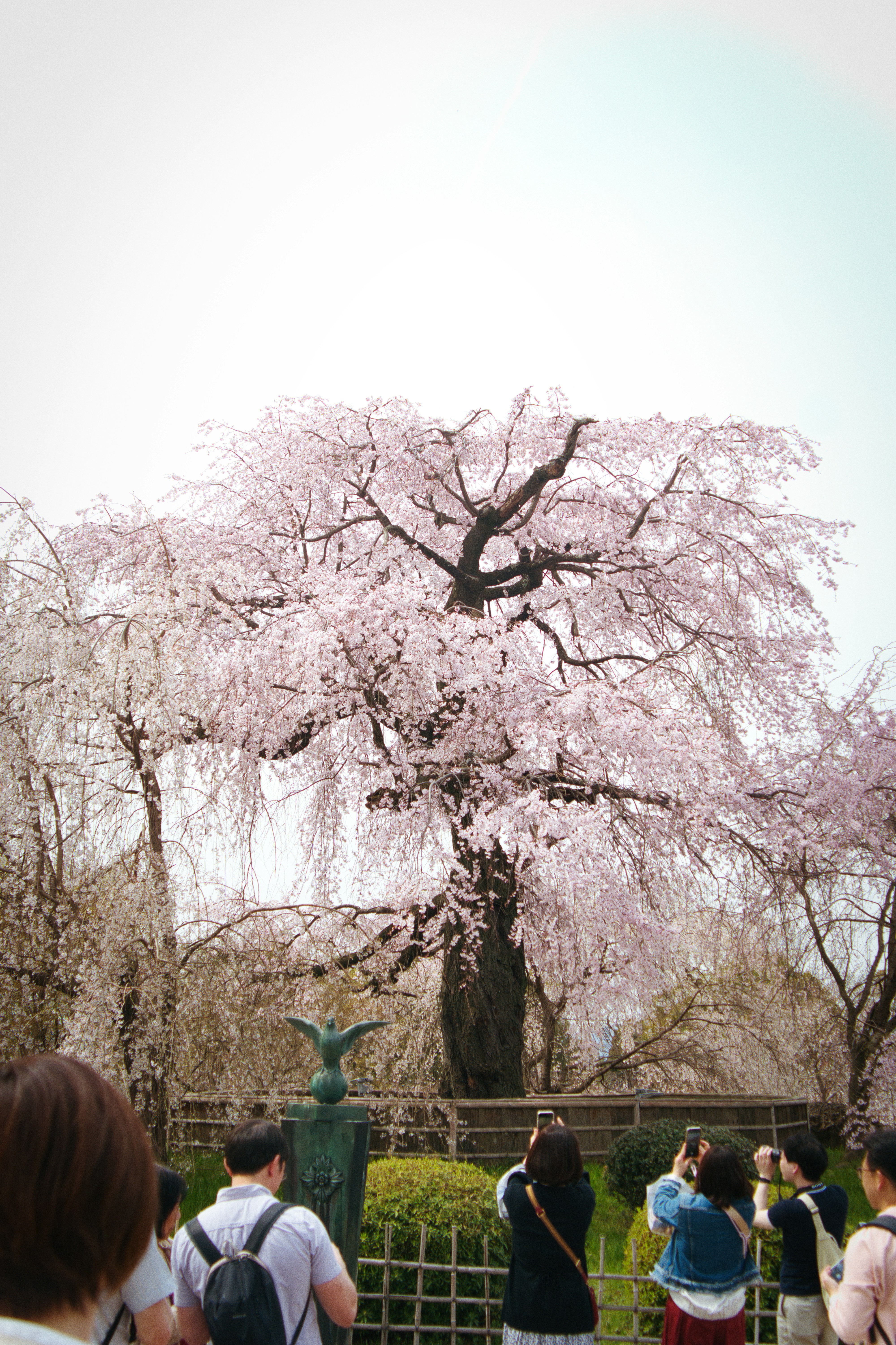 Old Cherry, New Memories: Visitors Capture Spring Under a Blooming Crown