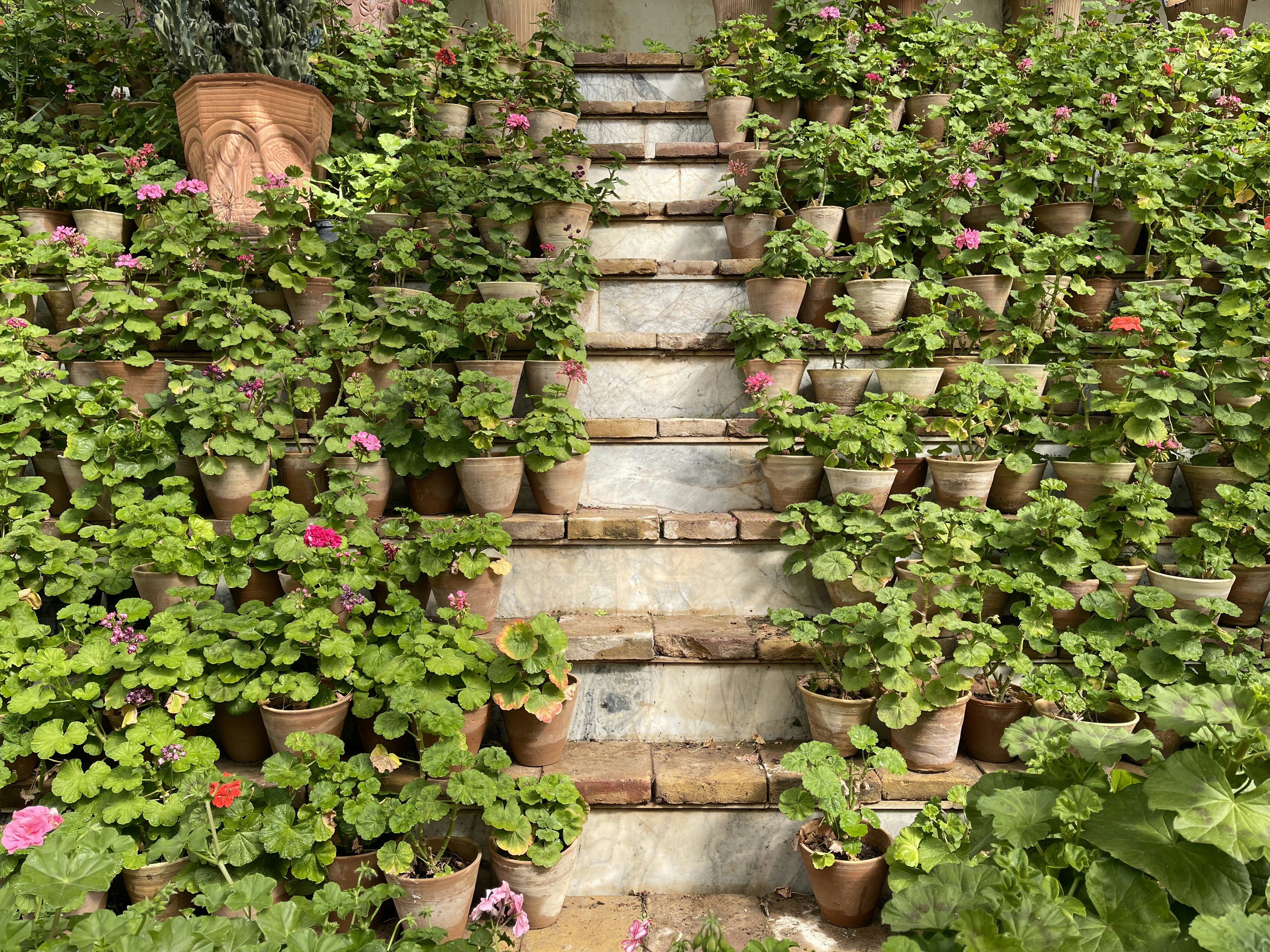 A bunch of potted plants that are on a stone step photo – Free Jar ...