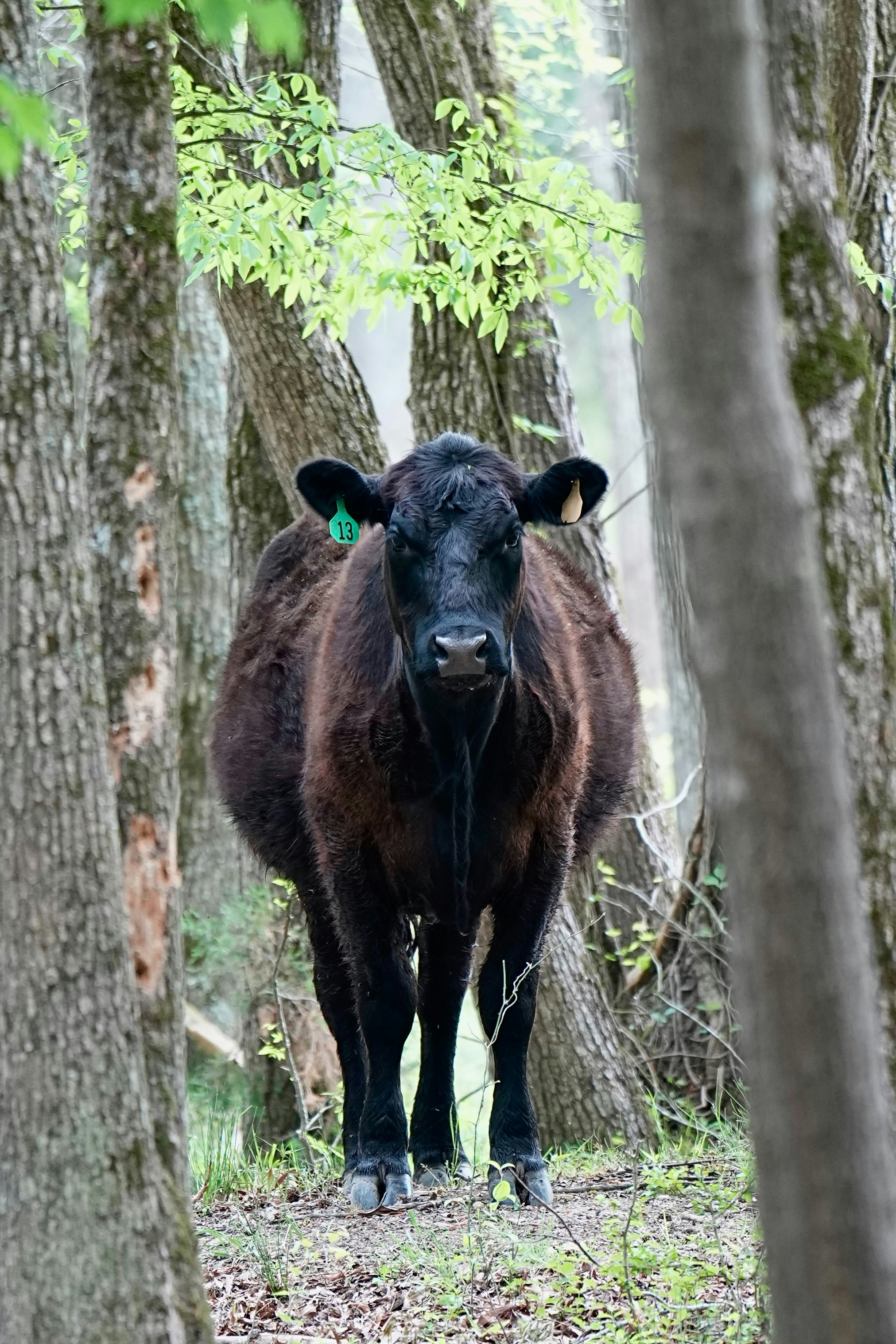 Una vaca parada en medio de un bosque foto – Imagen de Animal gratuita ...