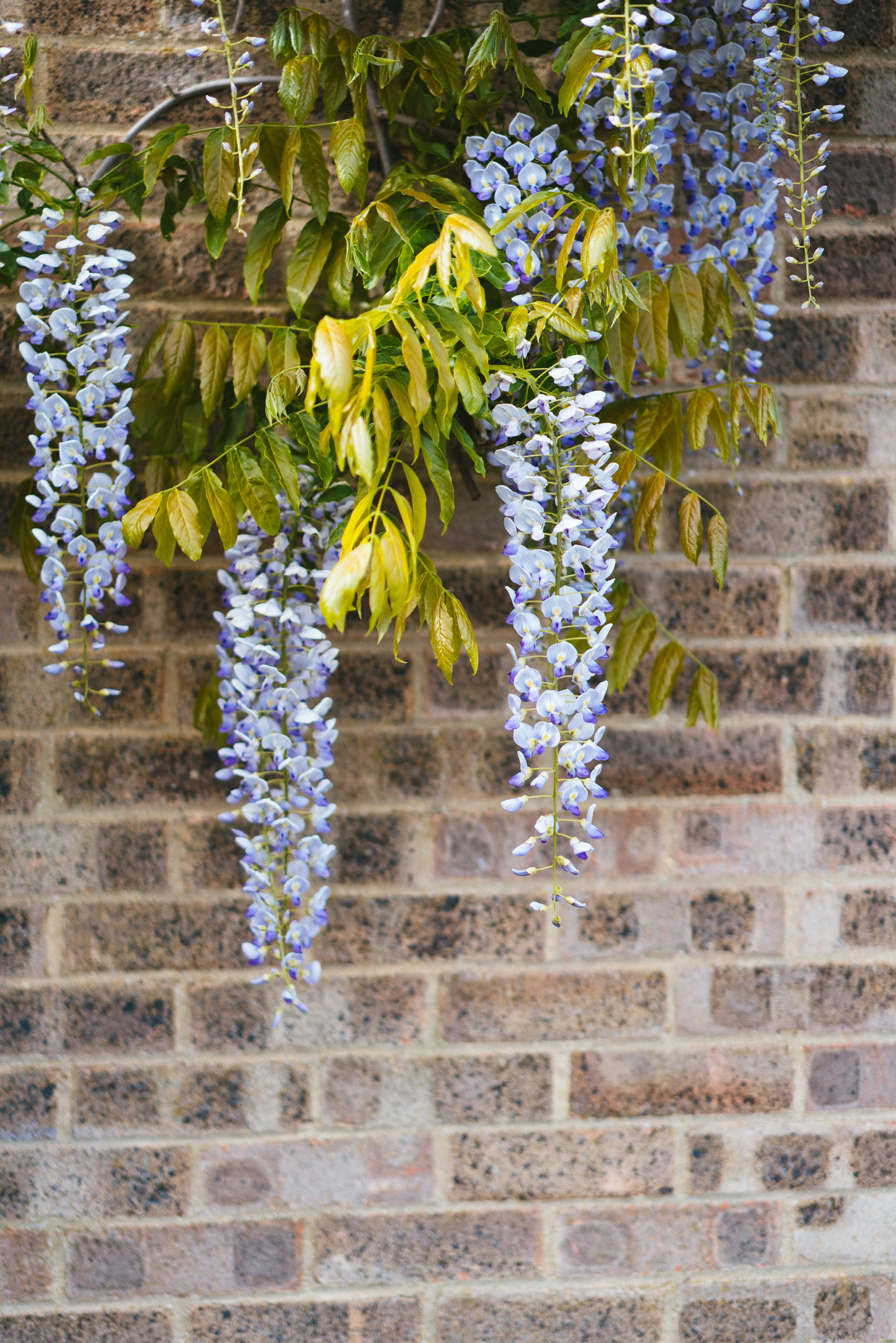 Blue Wisteria Cascades Framing a Weathered Brick Backdrop