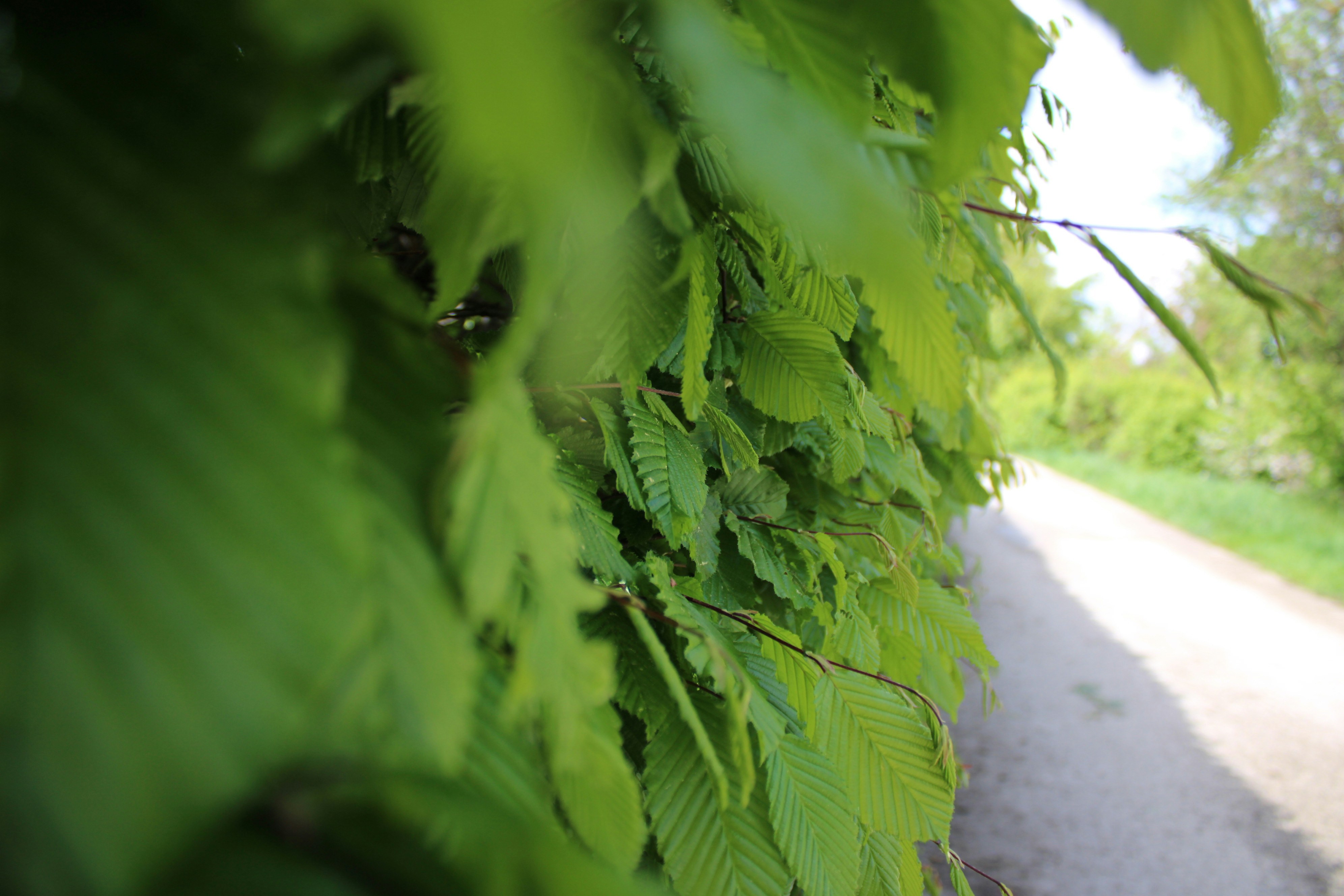 Une plante verte feuillue pousse sur le bord d’une route photo – Image ...
