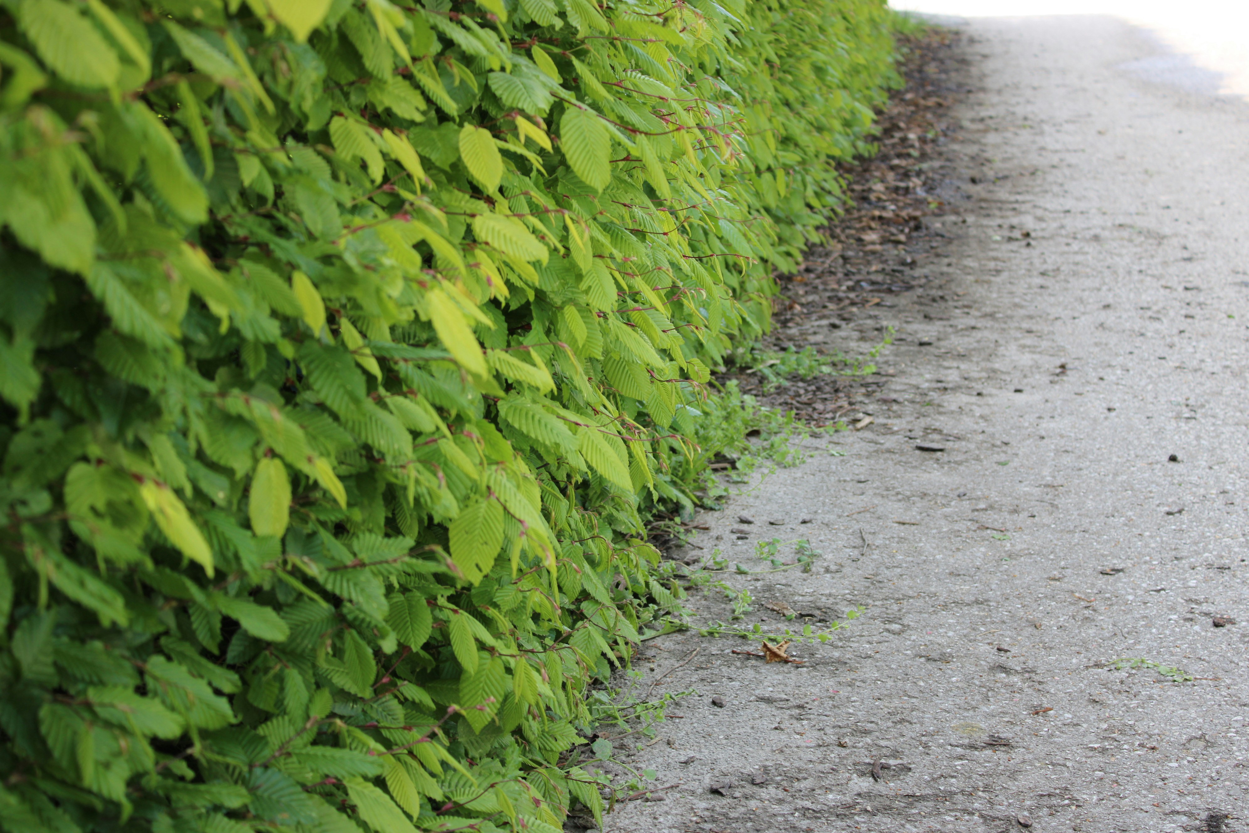 Edge of Green: A Quiet Hedge Runs Along a Gravel Path