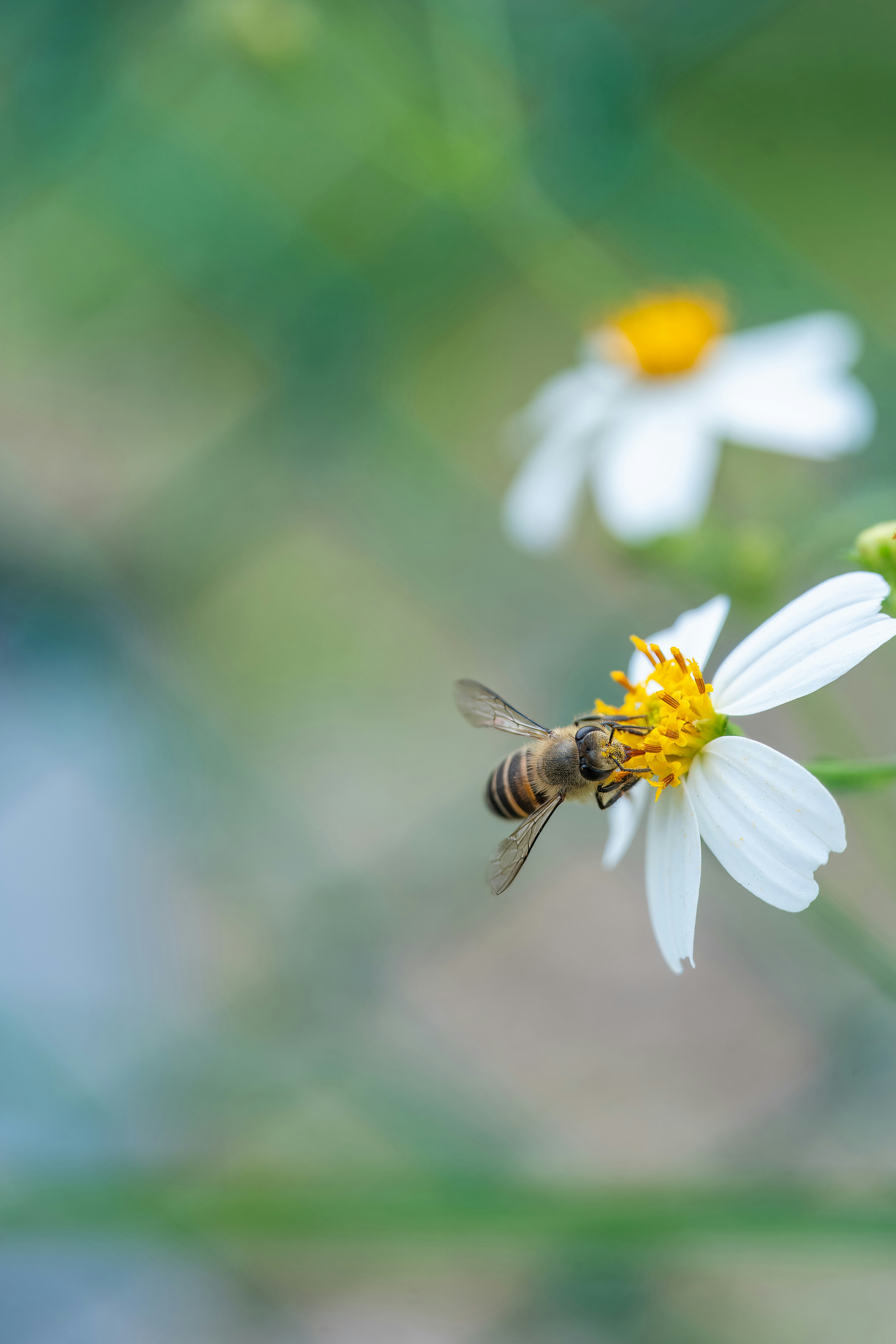 Pollinating Pursuit: A Bee Dances on a Dainty Daisy
